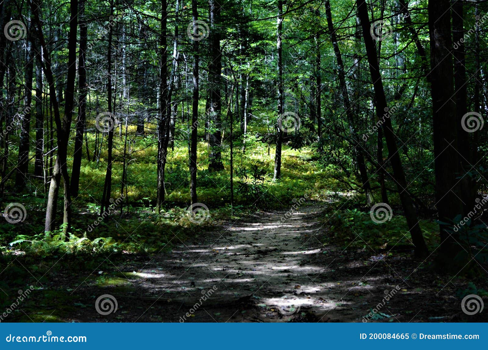 A Watery Path through the Forest Stock Image - Image of path, trees ...
