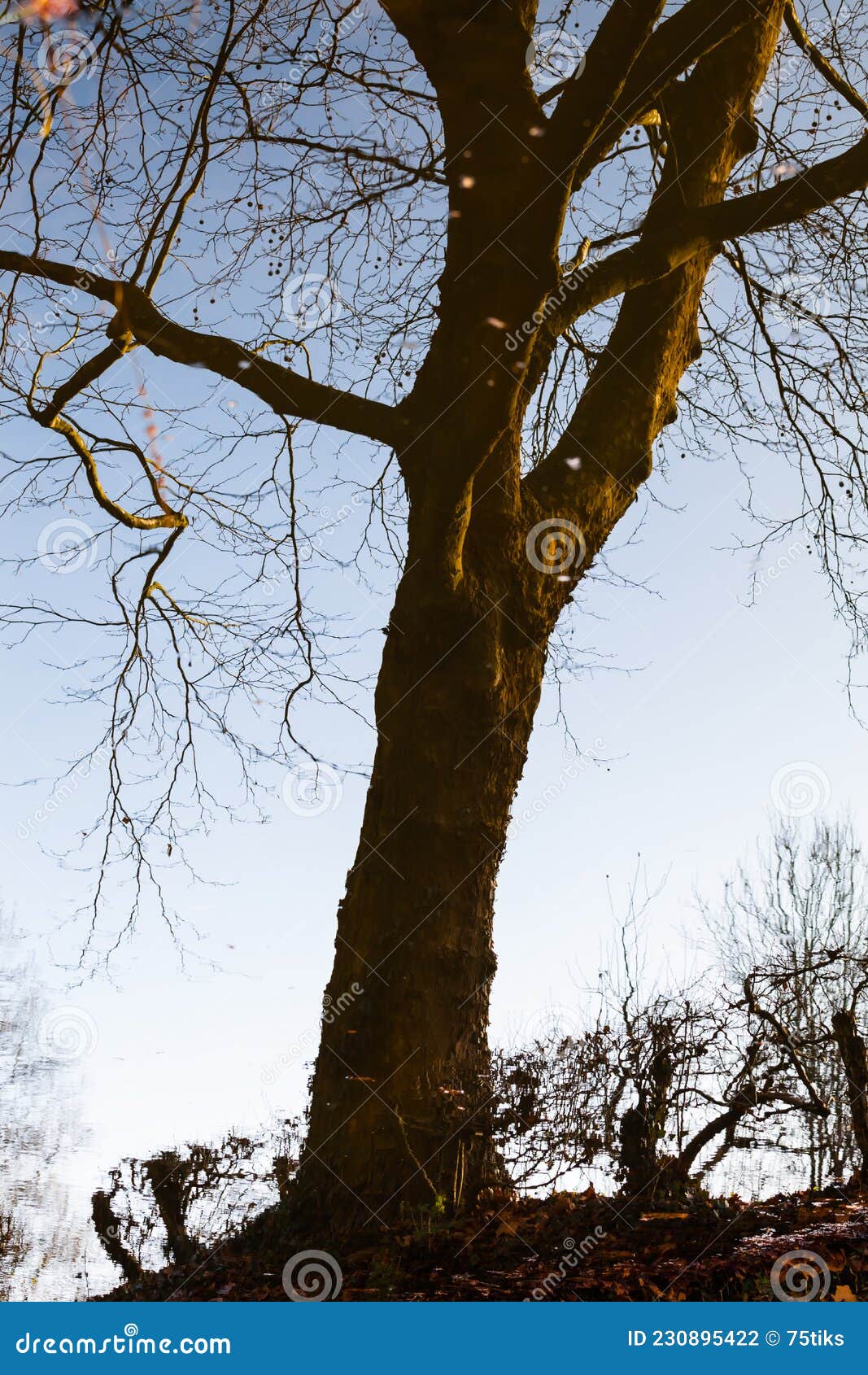 Watery Tree Still Life stock photo. Image of pond, water - 230895422
