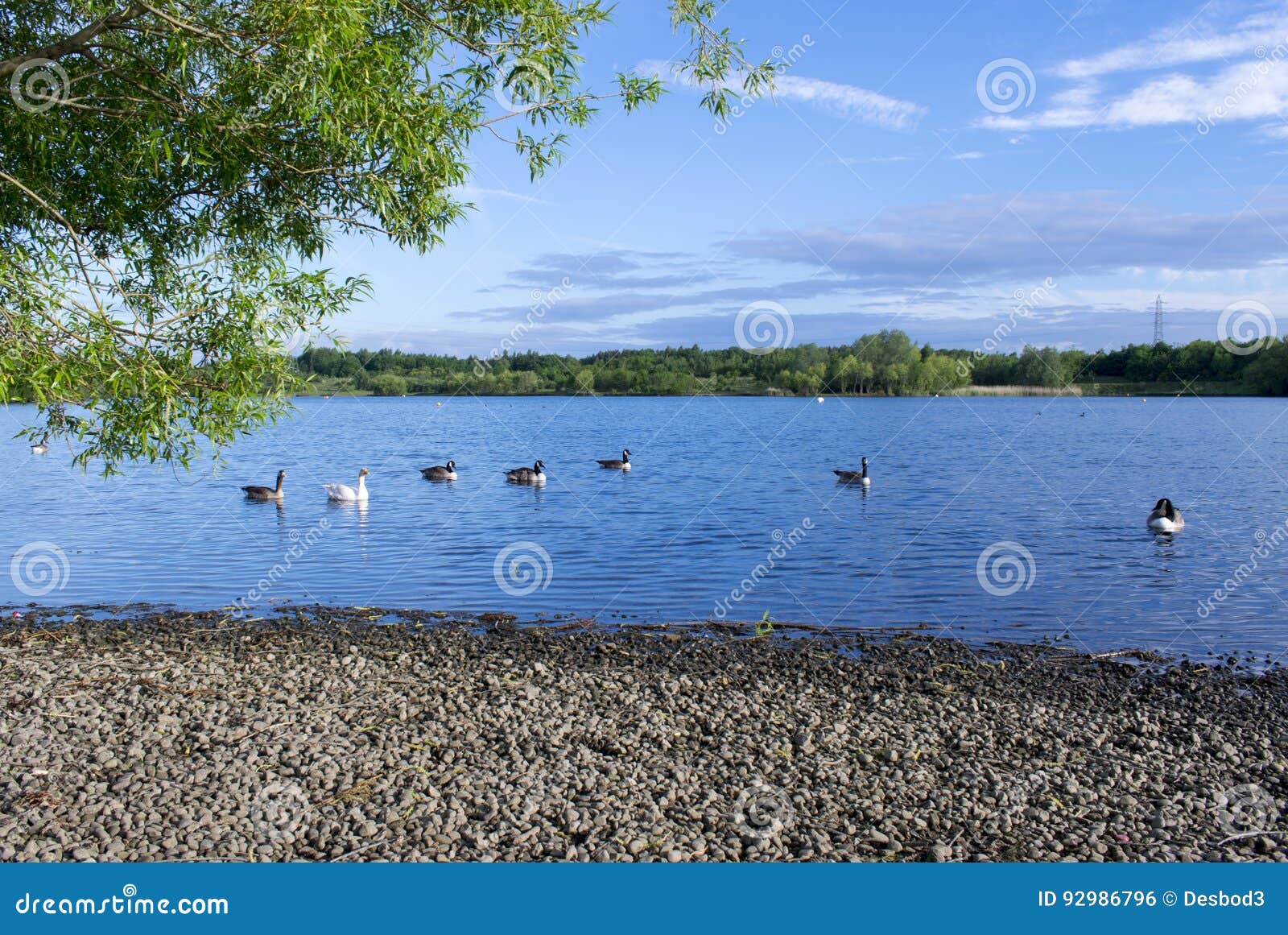 Wath Manvers Lake stock photo. Image of scenery, dearne - 92986796