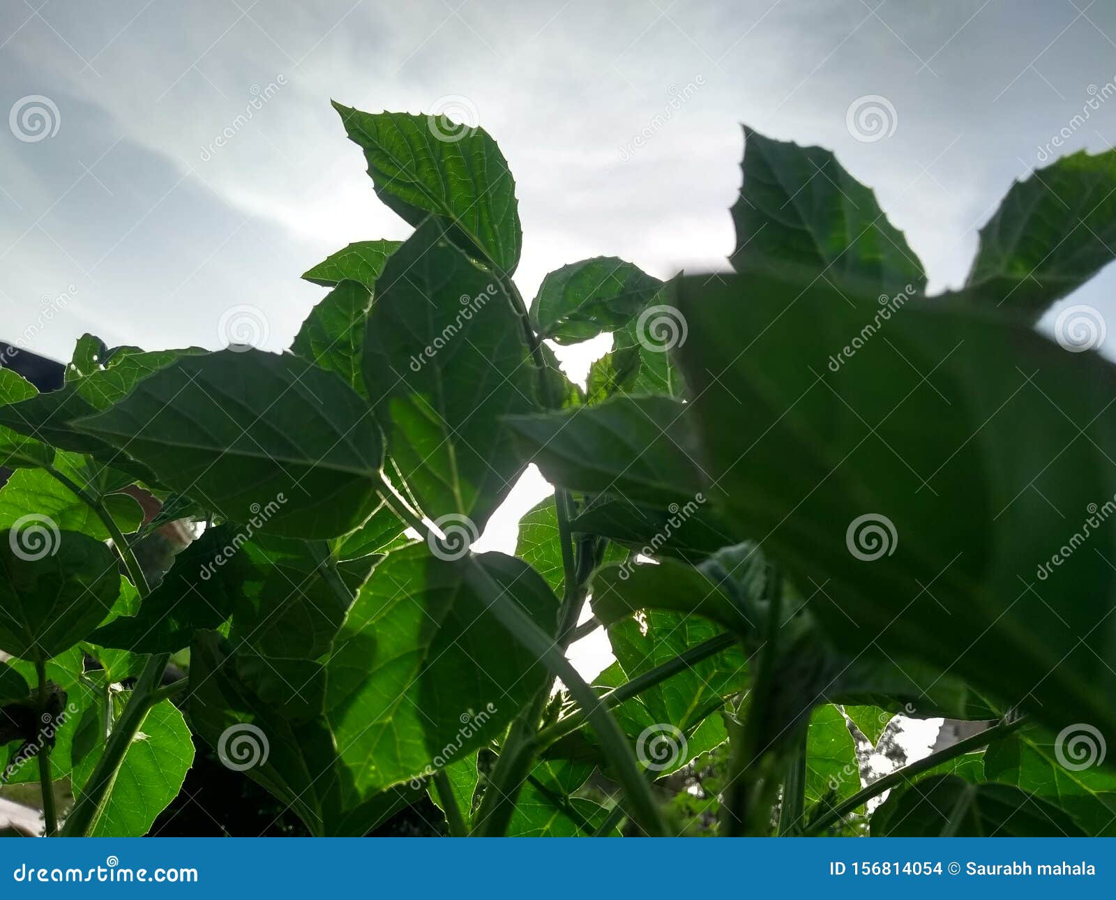 Wather Lovely Plants Beautiful India Stock Photo - Image of wather ...