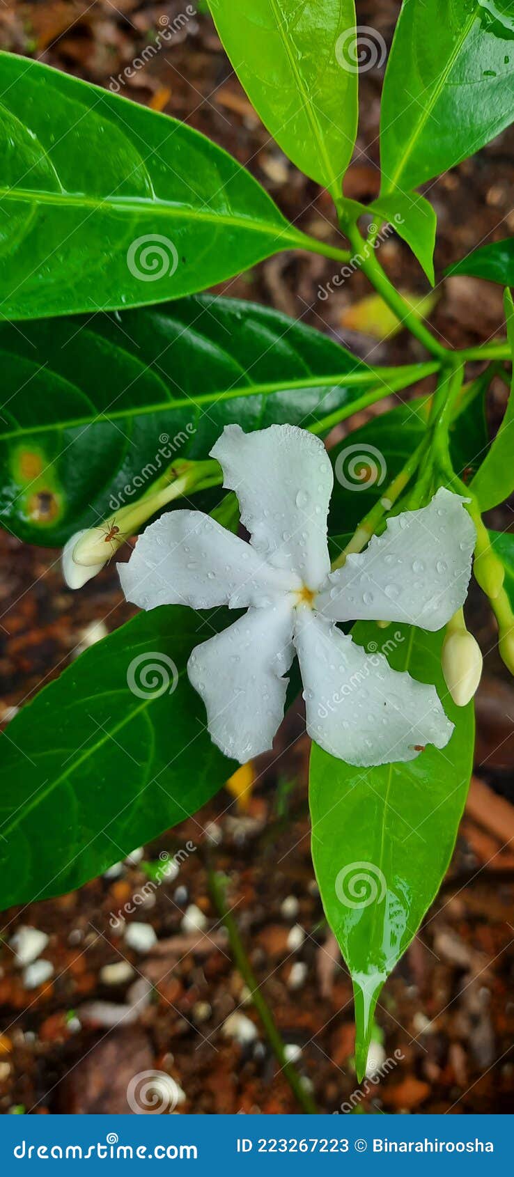 Wathusudda Flower at Rainforest Stock Image - Image of branch, plant ...