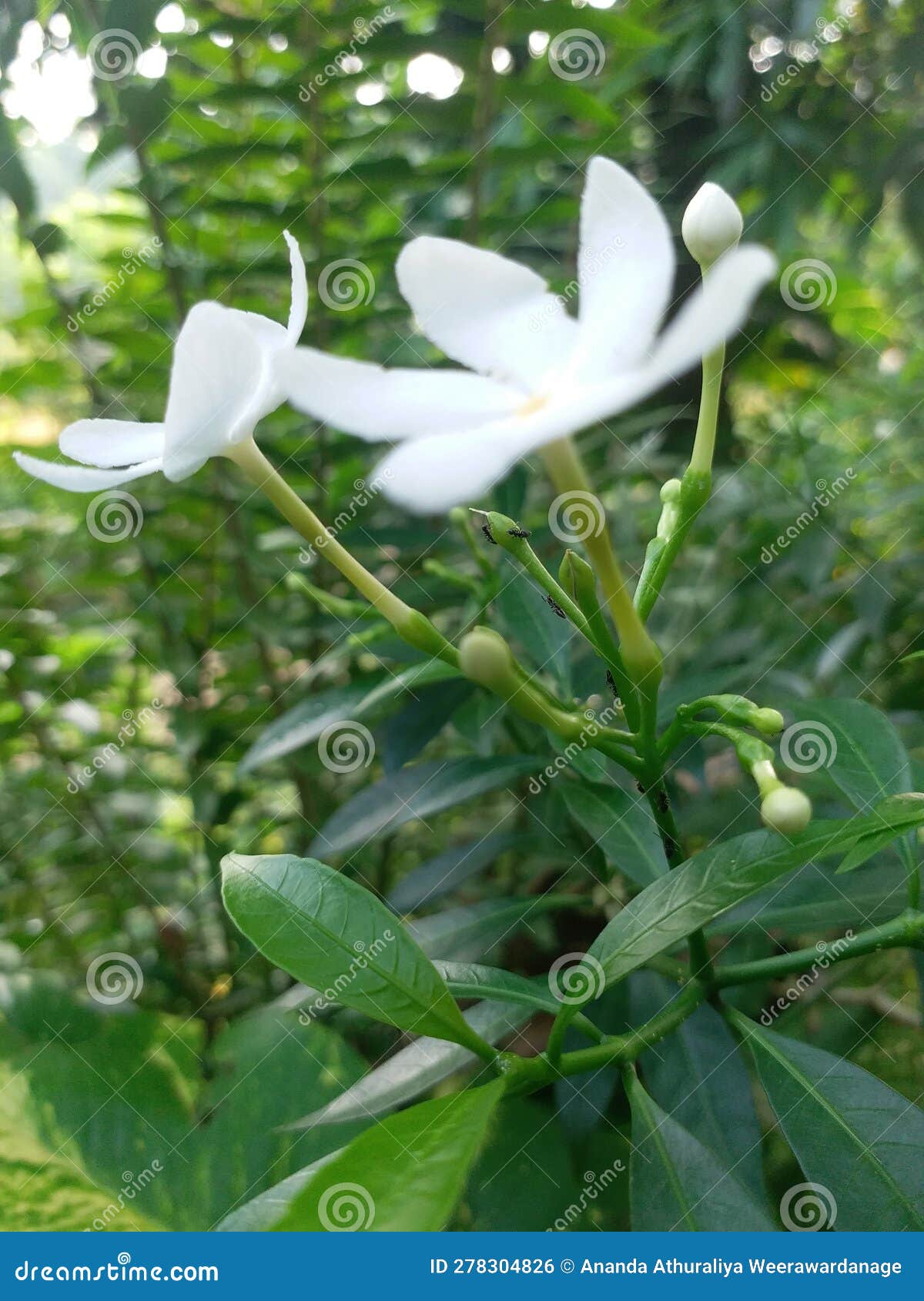 Wathusudda Flower in SriLanka .nature Beautiful Stock Photo - Image of ...
