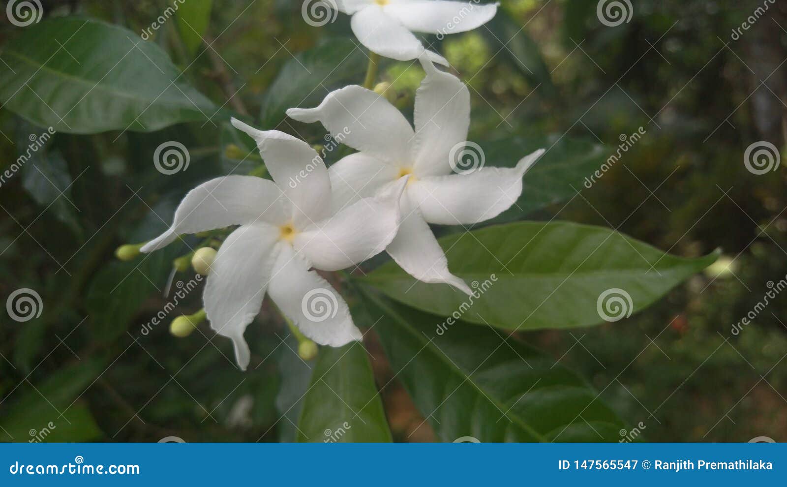 Wathusudda flower stock image. Image of beaury, natuer - 147565547