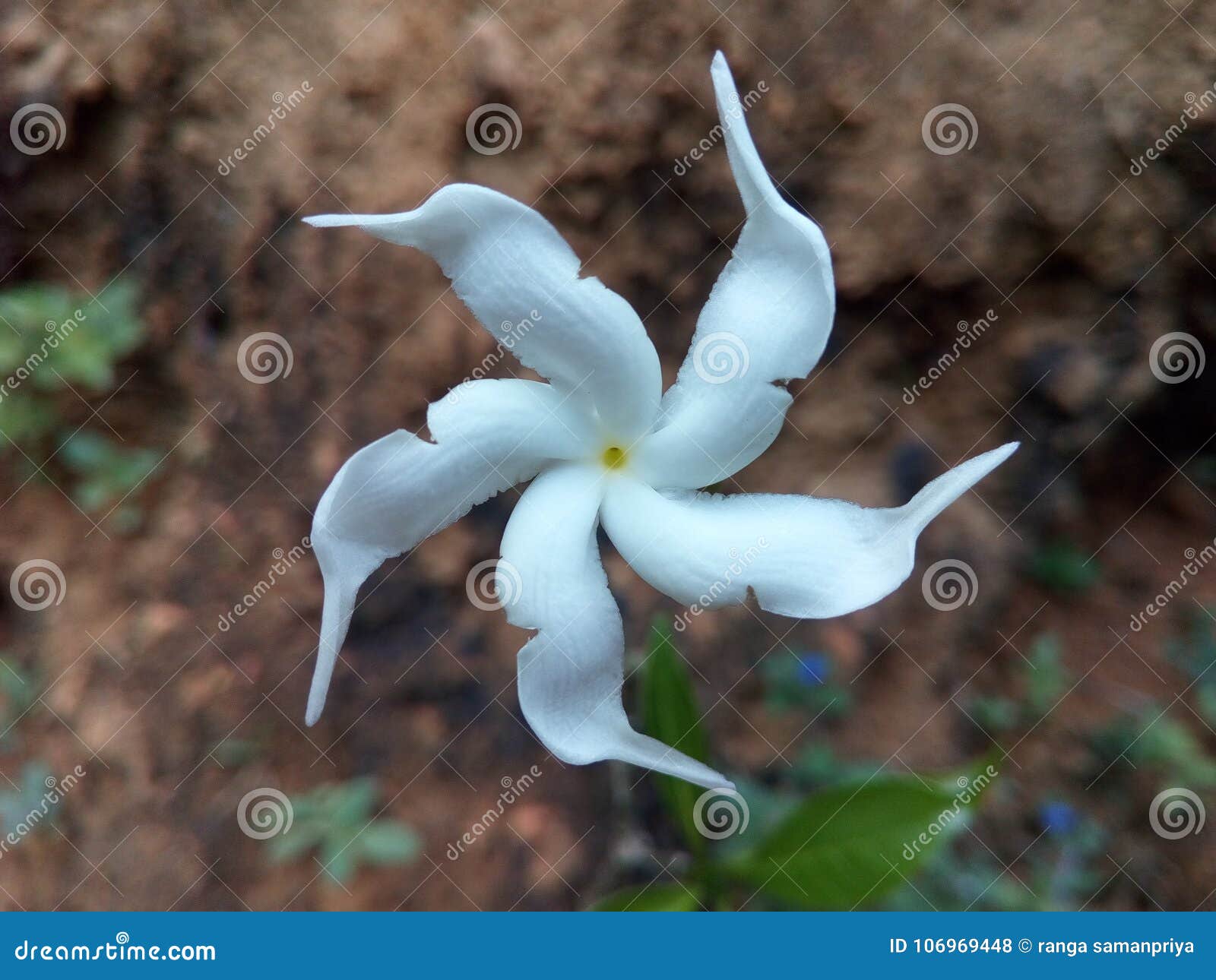 Wathusudu flower stock photo. Image of wathusudu, lanka - 106969448