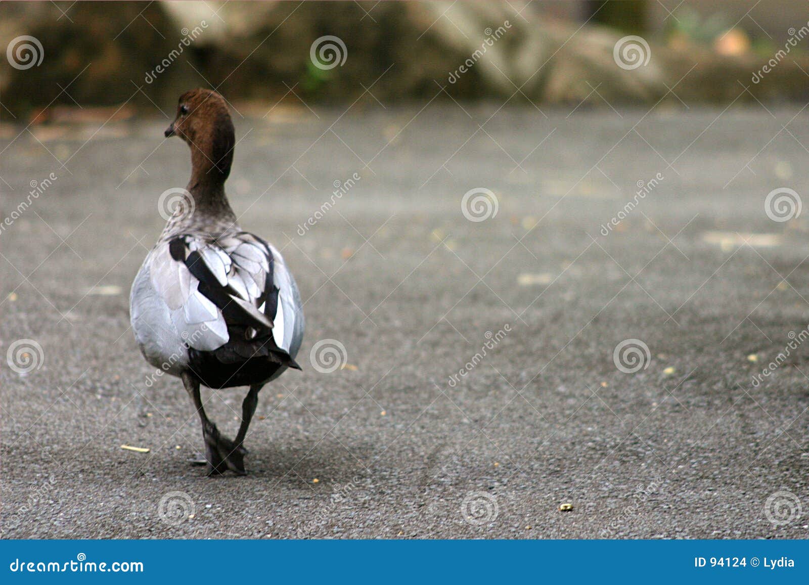 Watscheln der Ente stockfoto. Bild von swim, waddle, float - 94124