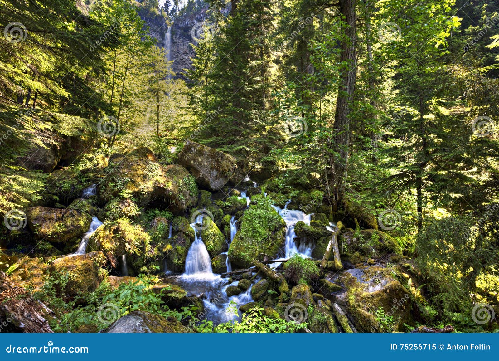 Watson Falls stock image. Image of water, tree, falls - 75256715