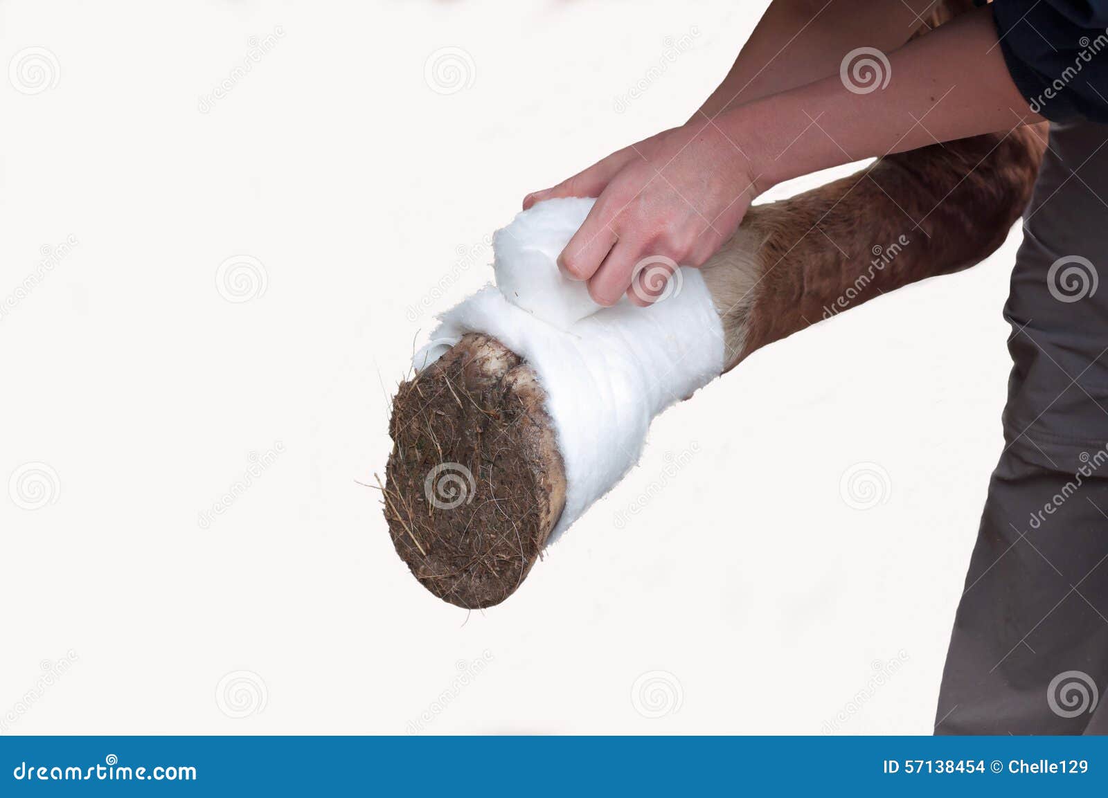 Watten op een wond stock foto. Image of medisch, hoef - 57138454