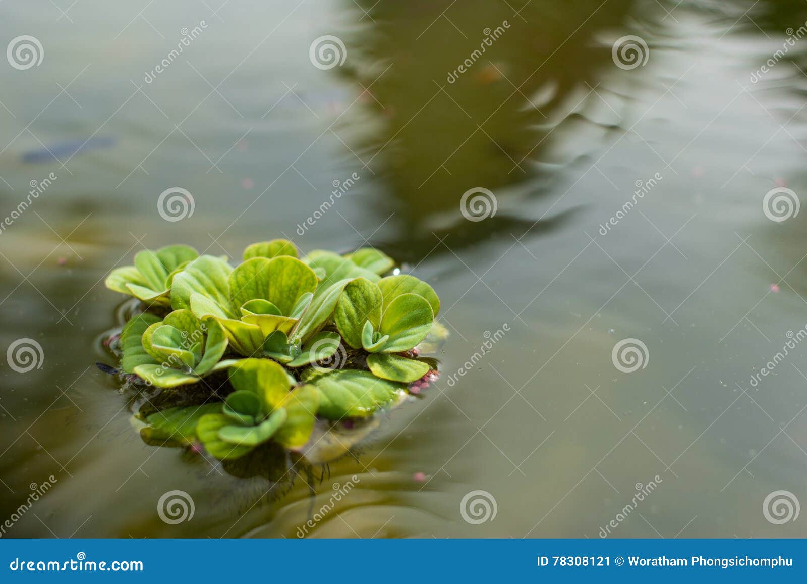 Watter lettuce in water stock image. Image of plant, natural - 78308121
