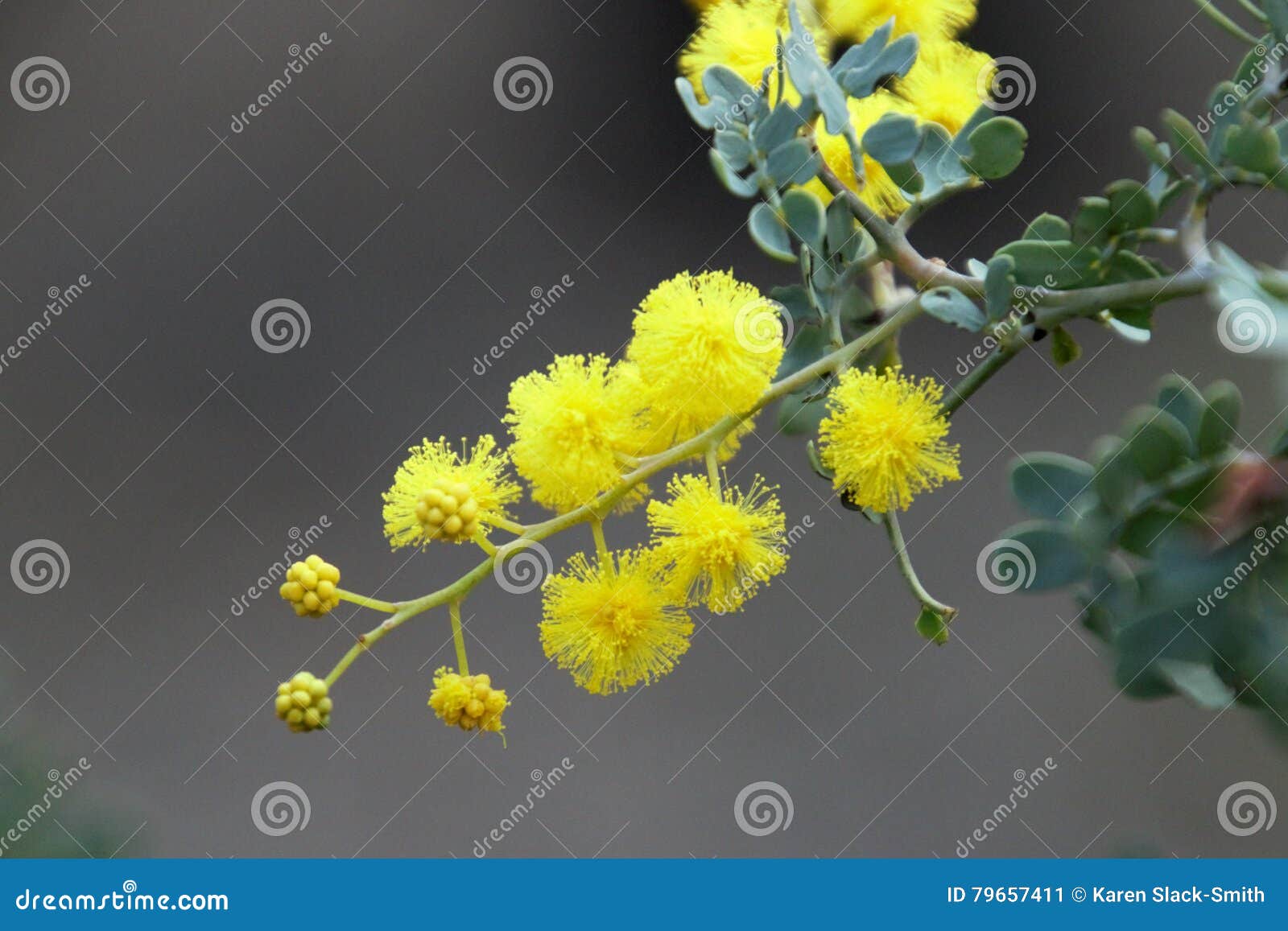 Wattle stock image. Image of shrub, pilliga, forest, wattle - 79657411