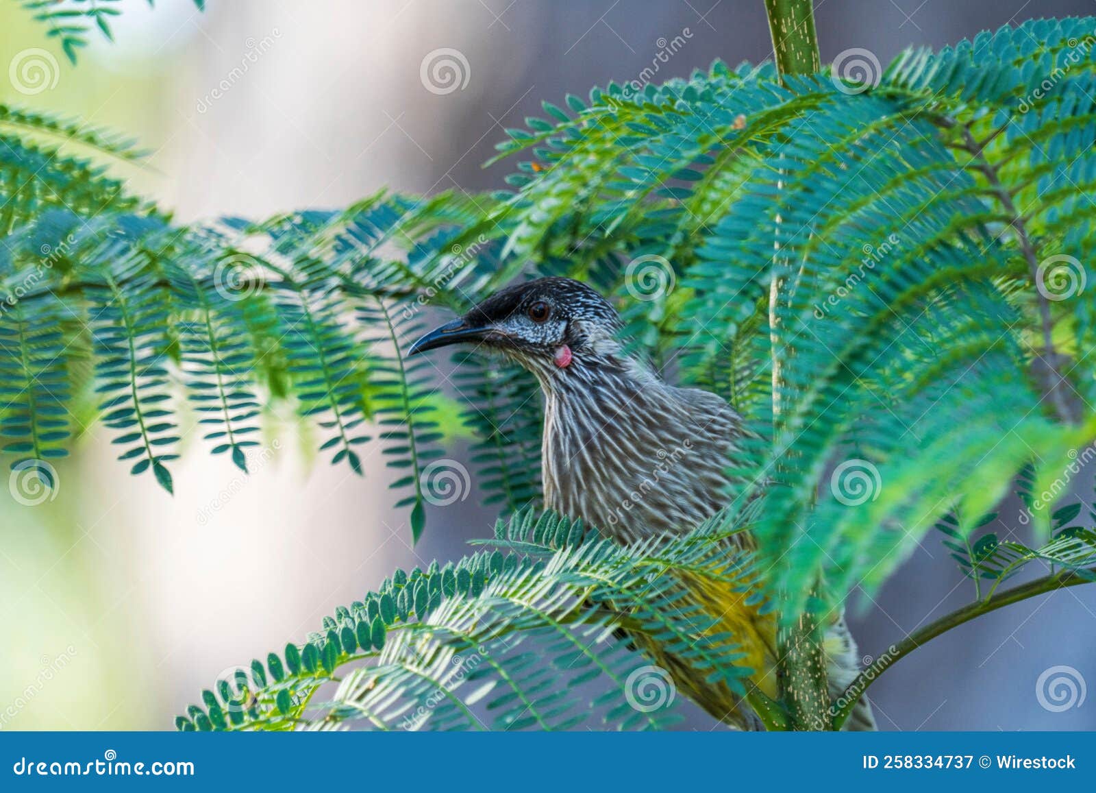 Wattle bird in a tree stock image. Image of bird, nature - 258334737