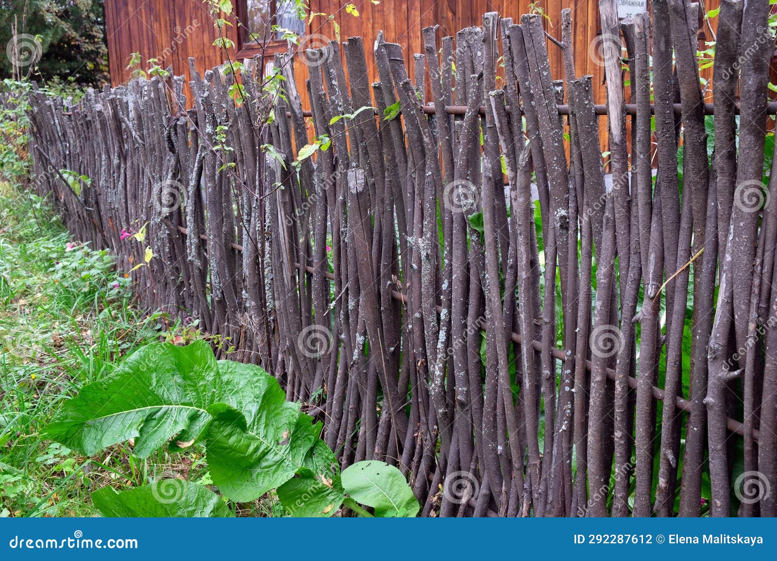 Wattle Fence Around the House - a Traditional Rustic Twig Fence Made by ...