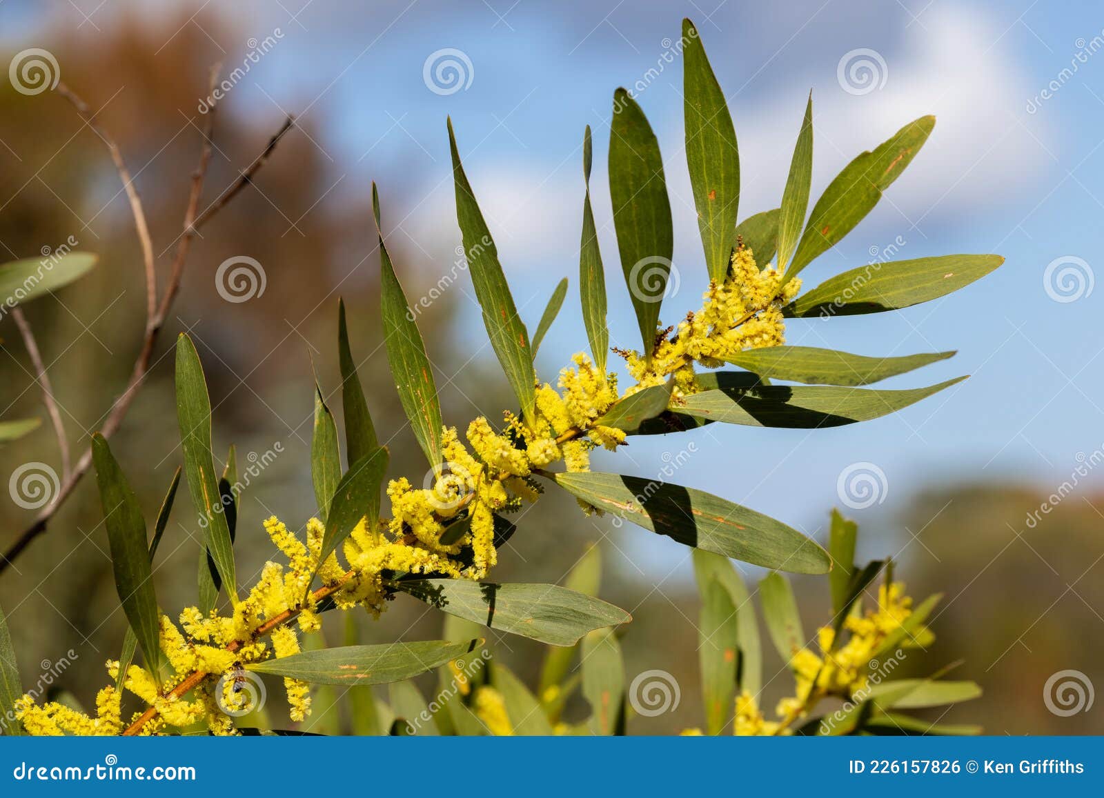 Wattle flowers stock photo. Image of acacia, yellow - 226157826