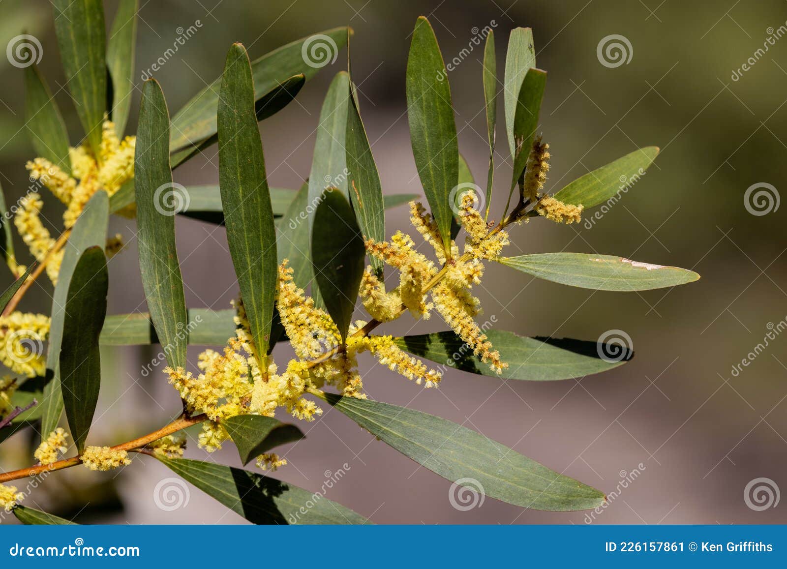 Wattle flowers stock image. Image of tree, yellow, flower - 226157861