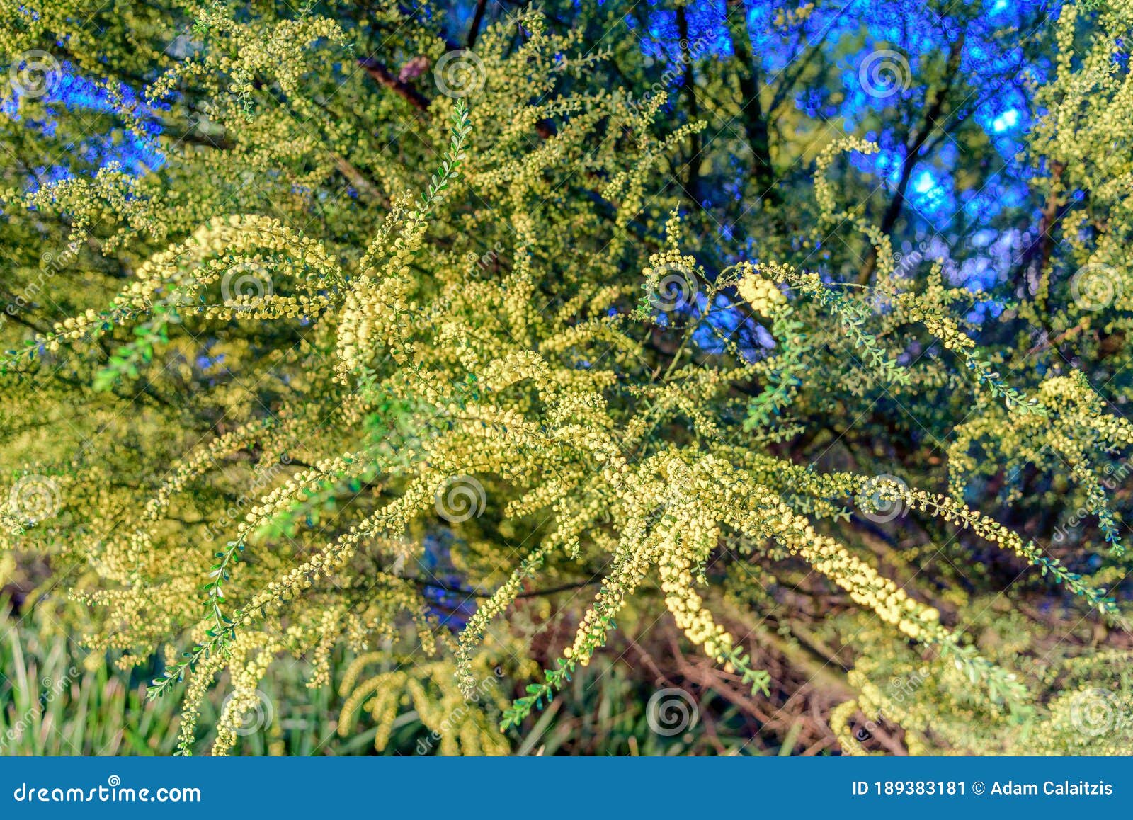 The Long Yellow Flowers of the Native Australian Wattle Tree Stock ...