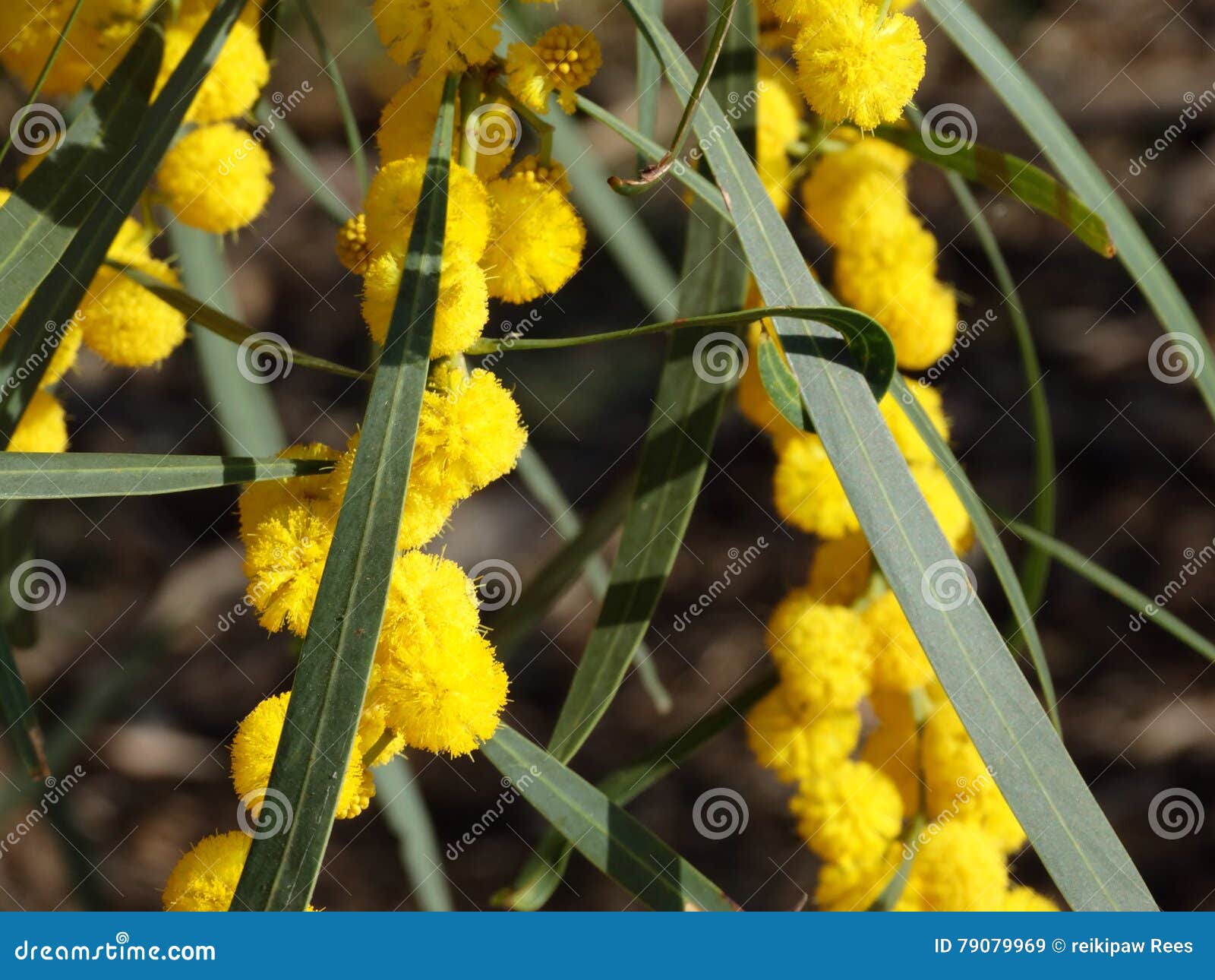 Wattle stock image. Image of wattle, flowering, native - 79079969
