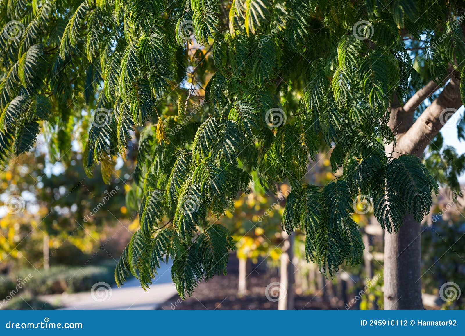 Wattle Tree (Acacia Mearnsii) Close-up in the Park Stock Photo - Image ...
