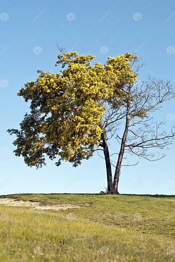 Wattle tree dying stock image. Image of ornamental, native - 19260379