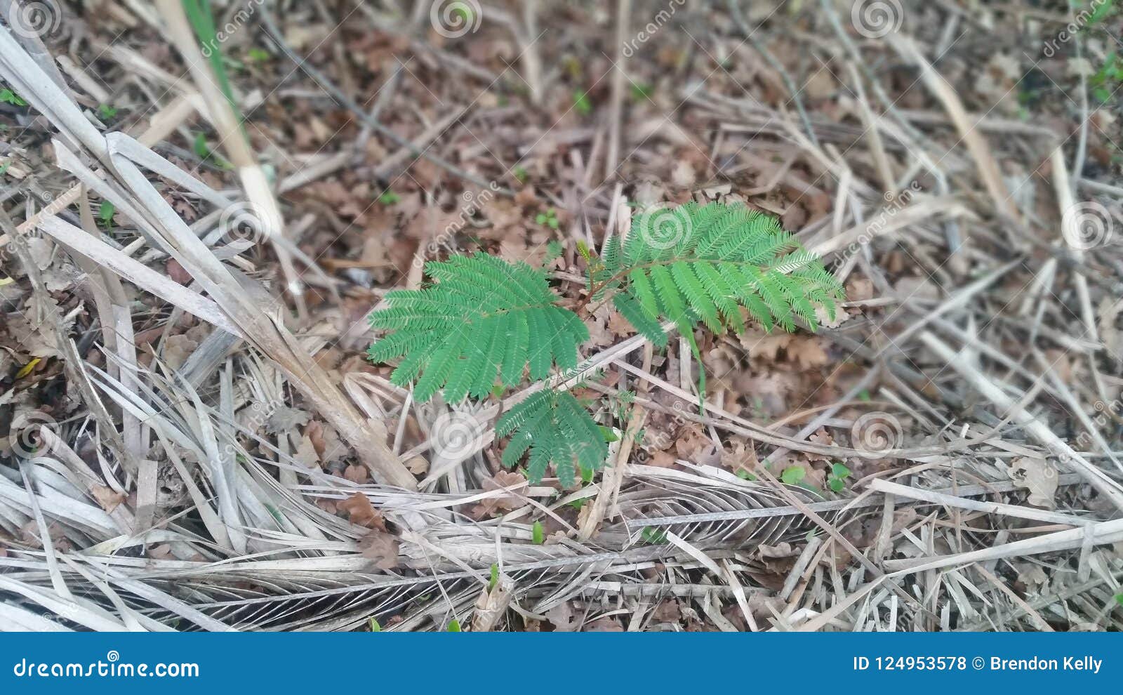 3 Wattle tree saplings stock photo. Image of patch, saplings - 124953578