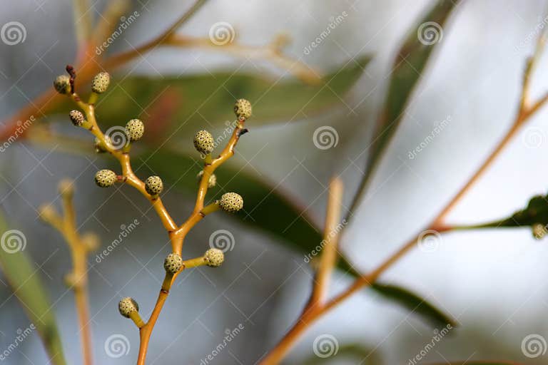 Wattle Tree Seeds stock image. Image of wattle, spreading - 859631