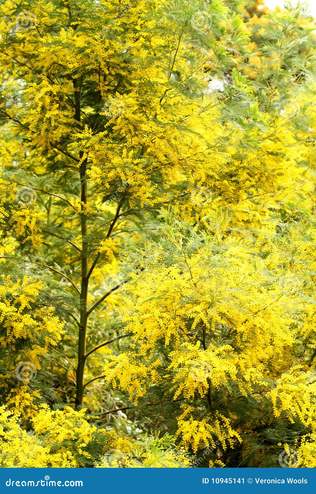 Wattle Trees stock image. Image of australian, yellow - 10945141