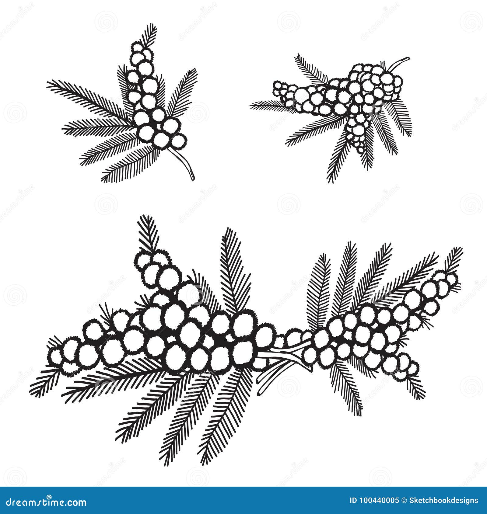Wattle Vector Illustration Set Stock Vector - Illustration of drawing ...