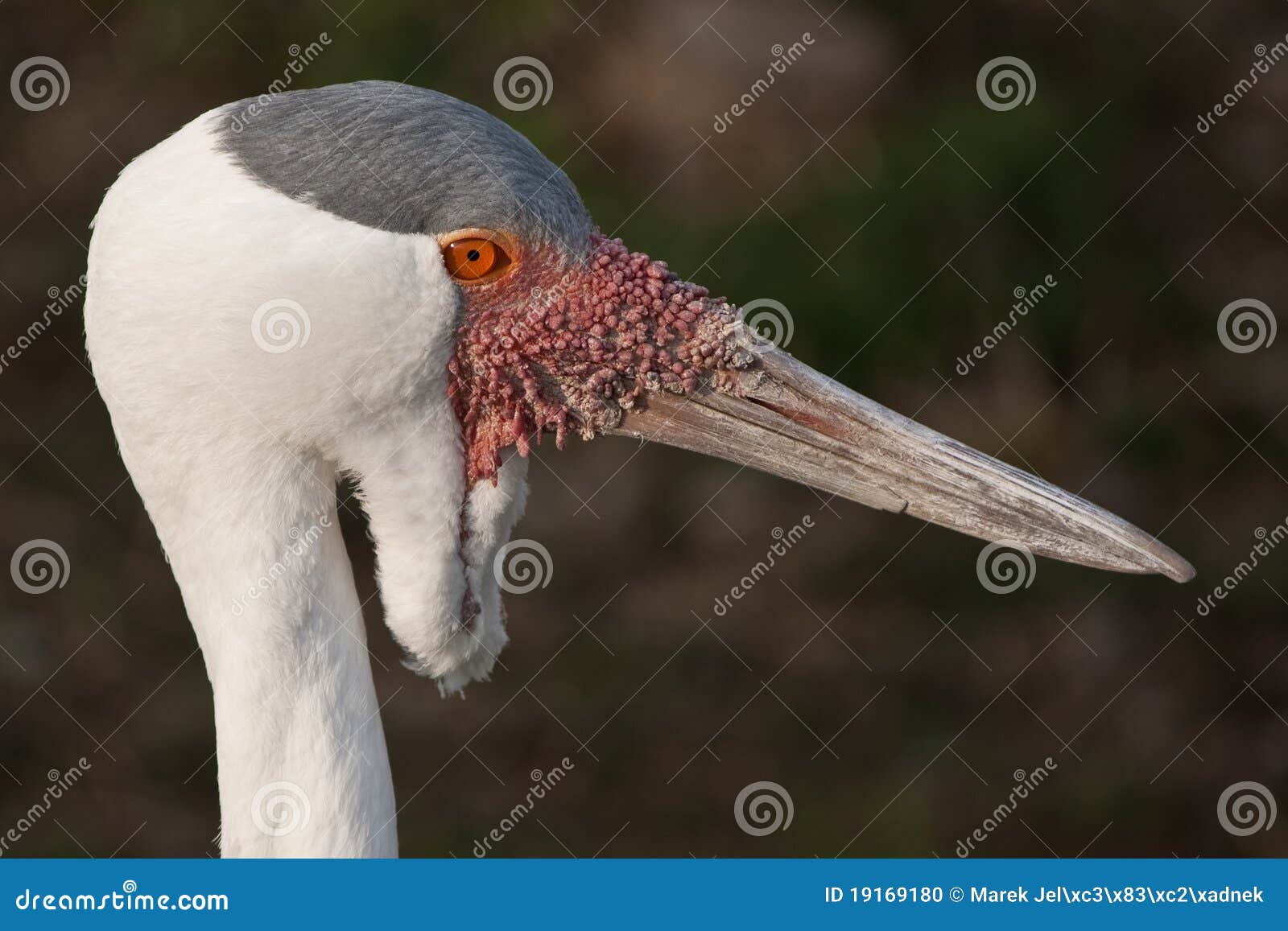Wattled crane stock photo. Image of crane, animal, nature - 19169180