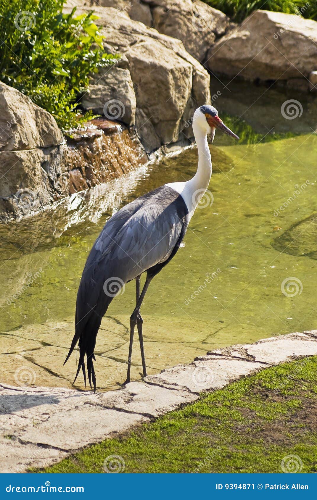 Wattled Crane stock image. Image of crane, tallest, species - 9394871