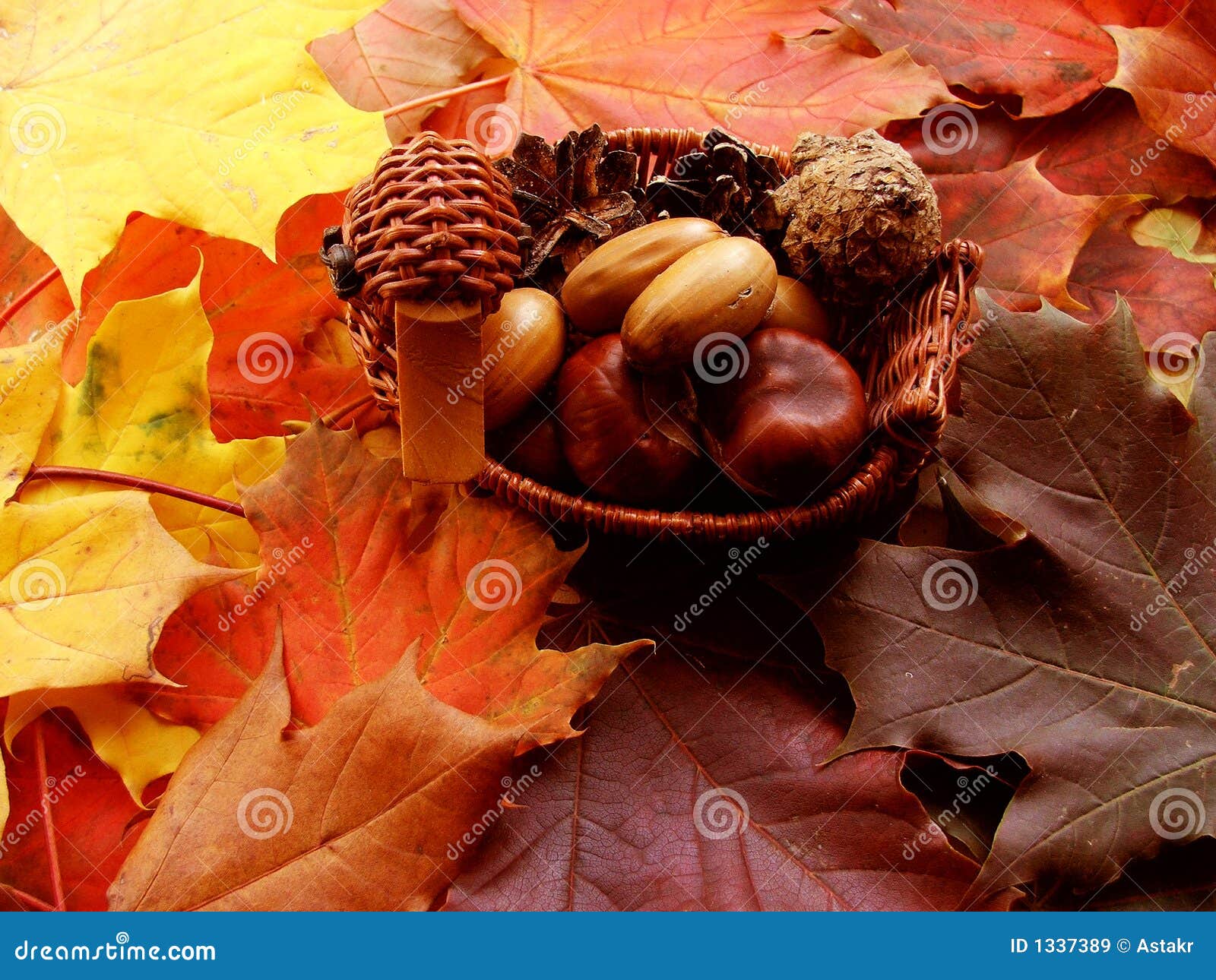 Wattled Duck With Leaves4 Picture. Image: 1337389