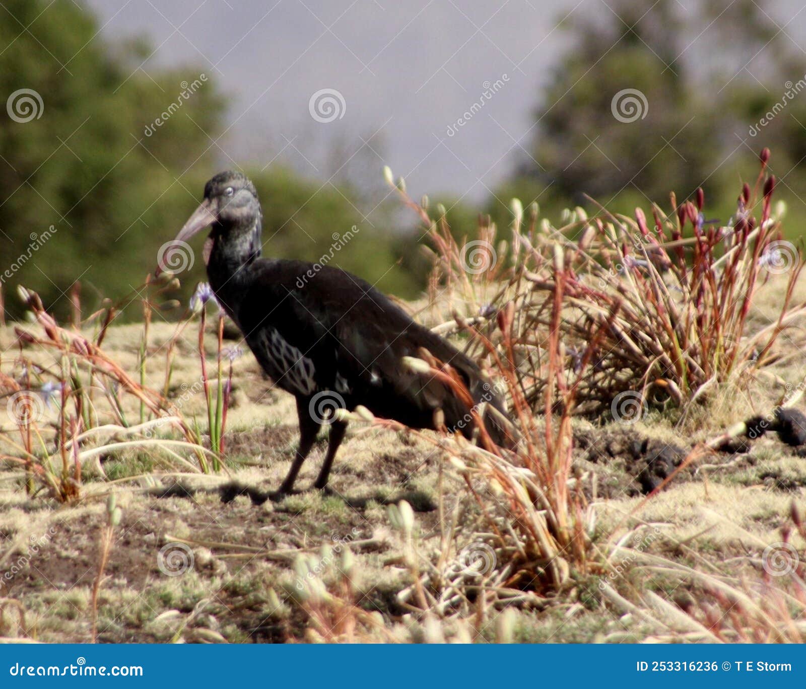 A Grey Wattled Ibis Enjoying the Sunshine. Stock Photo - Image of bird ...