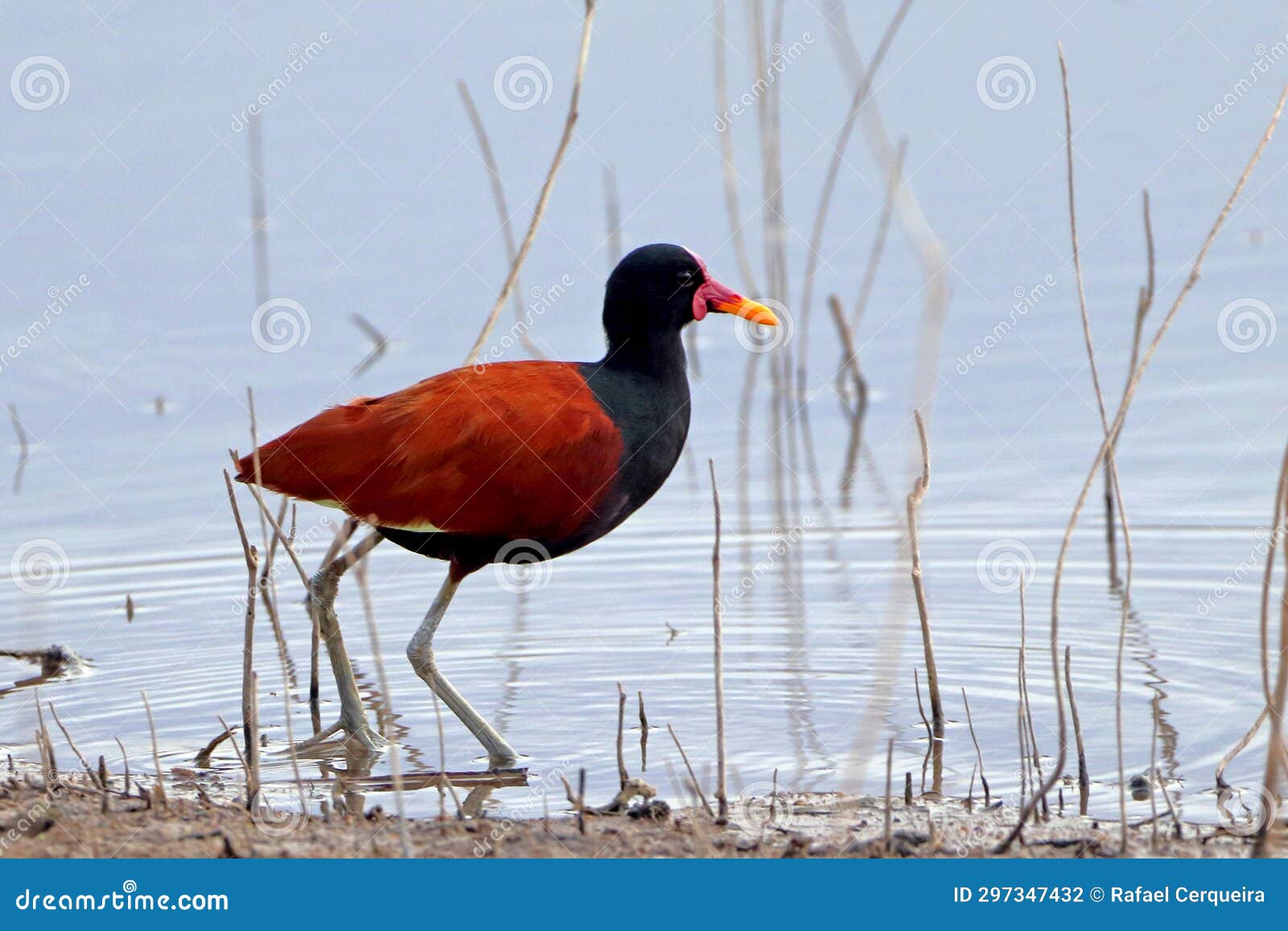 Wattled Jacana (Jacana Jacana), Walking in the Middle of Dry Vegetation ...