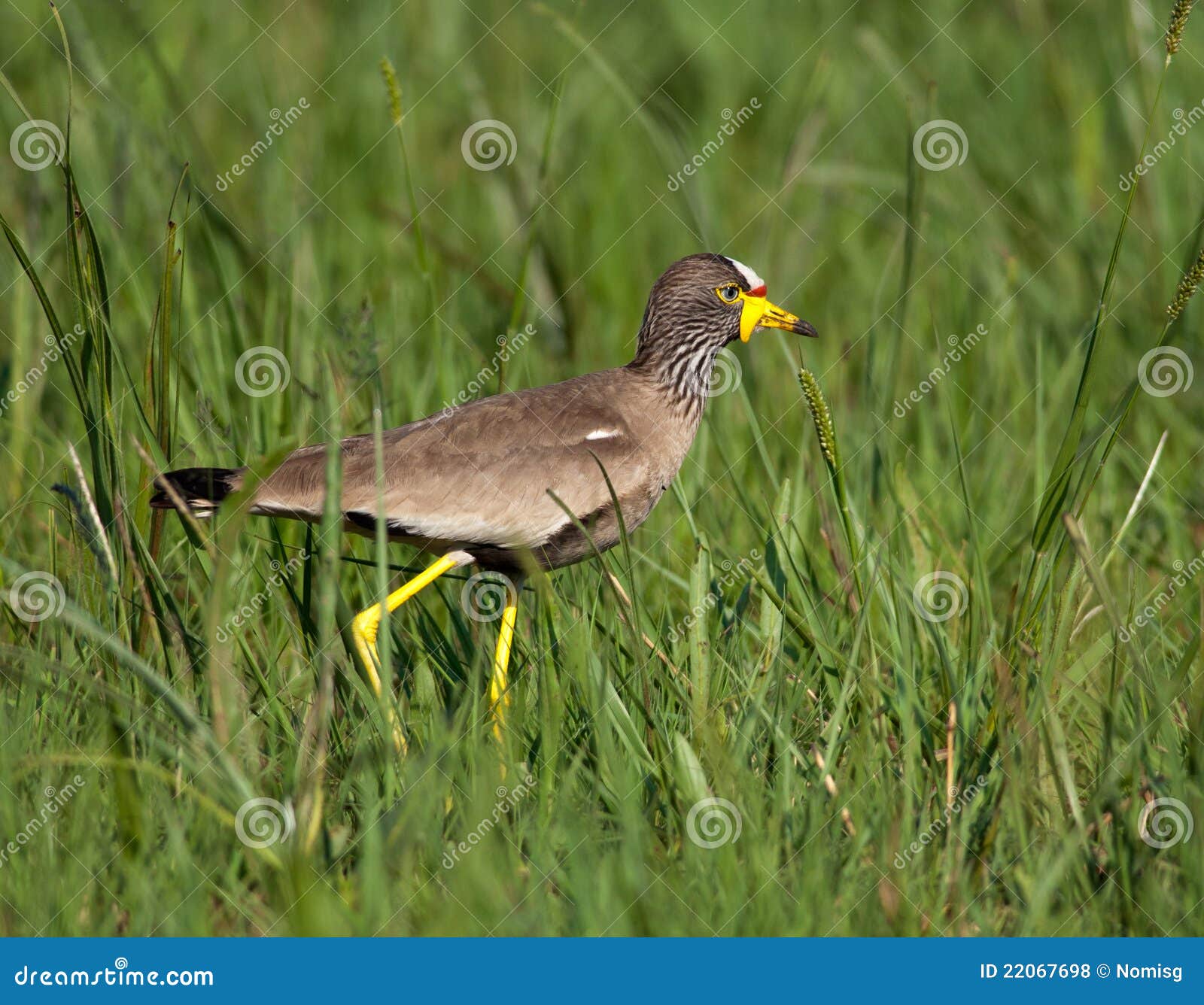 Wattled Lapwing in grass stock photo. Image of african - 22067698