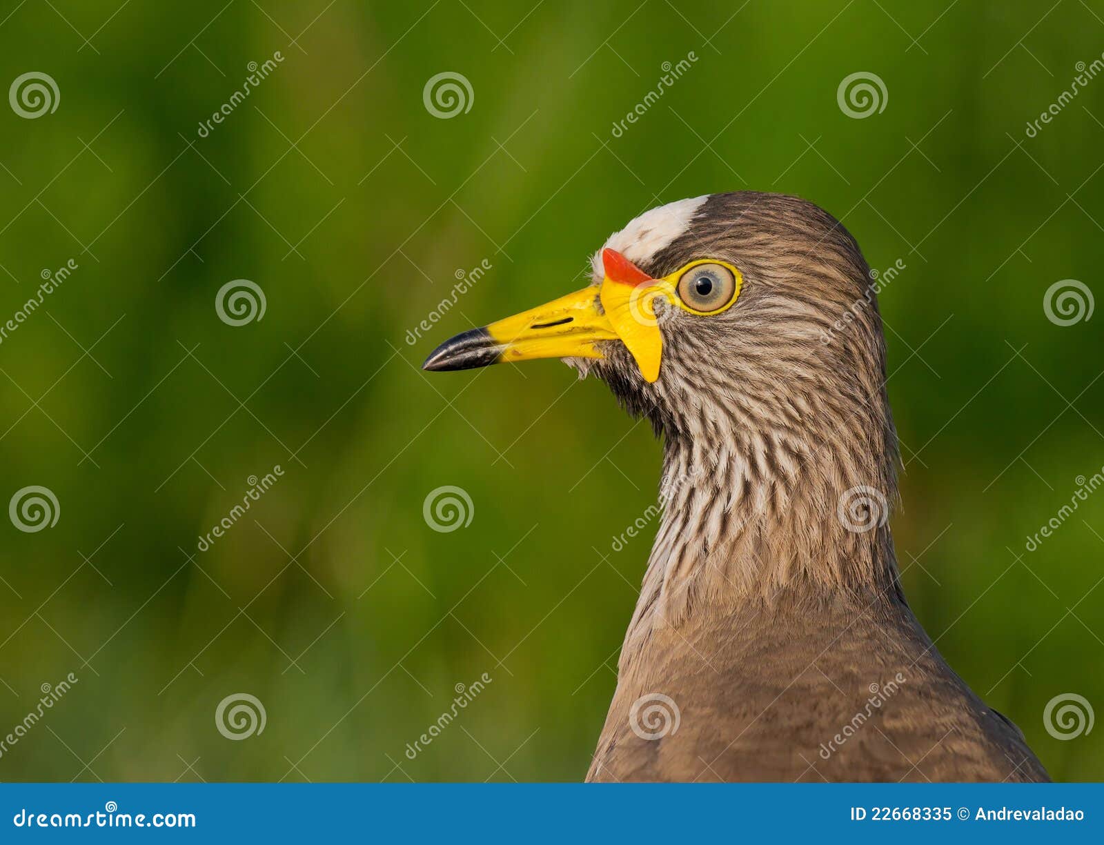 Wattled plover stock image. Image of wild, plover, lapwing - 22668335