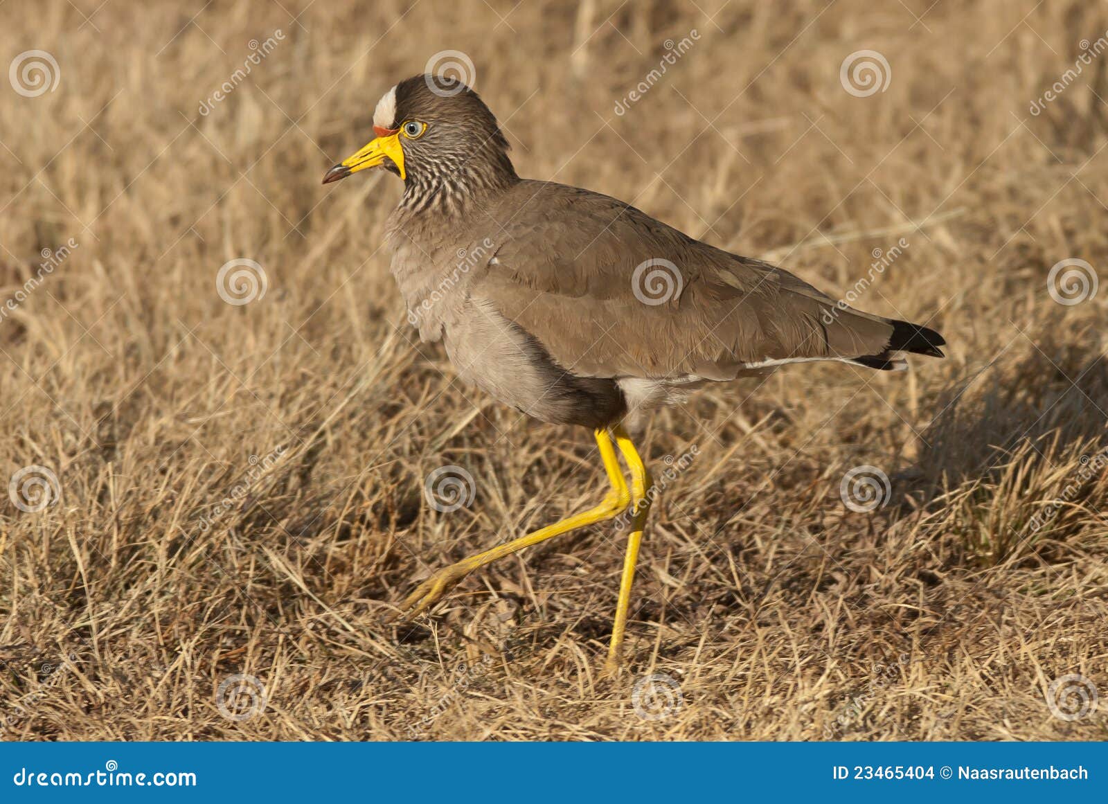 Wattled plover stock photo. Image of southern, plover - 23465404