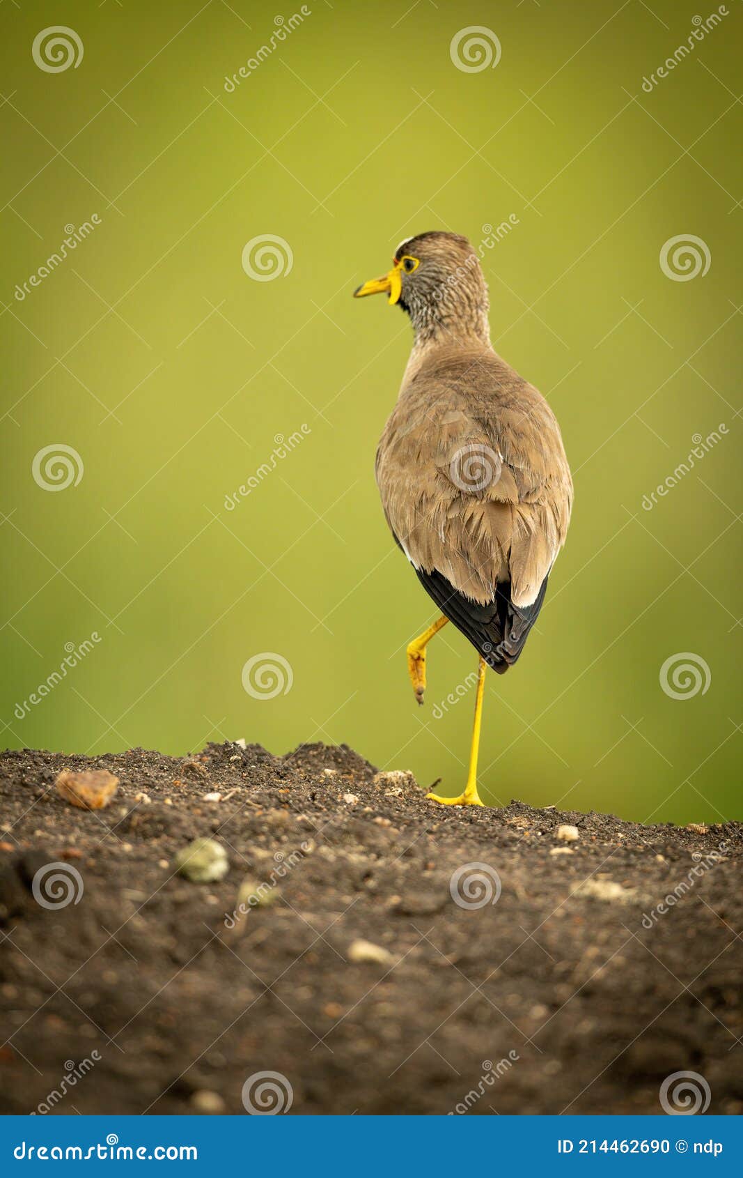 Wattled Plover on One Leg Turning Head Stock Photo - Image of wildlife ...