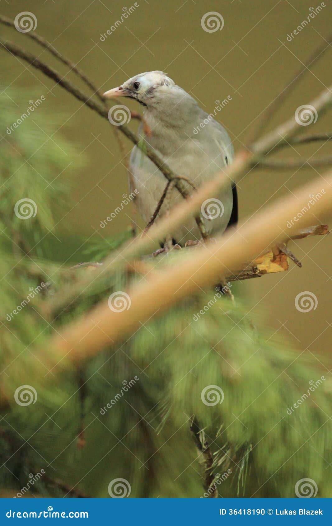 Wattled starling stock photo. Image of southern, wattled - 36418190