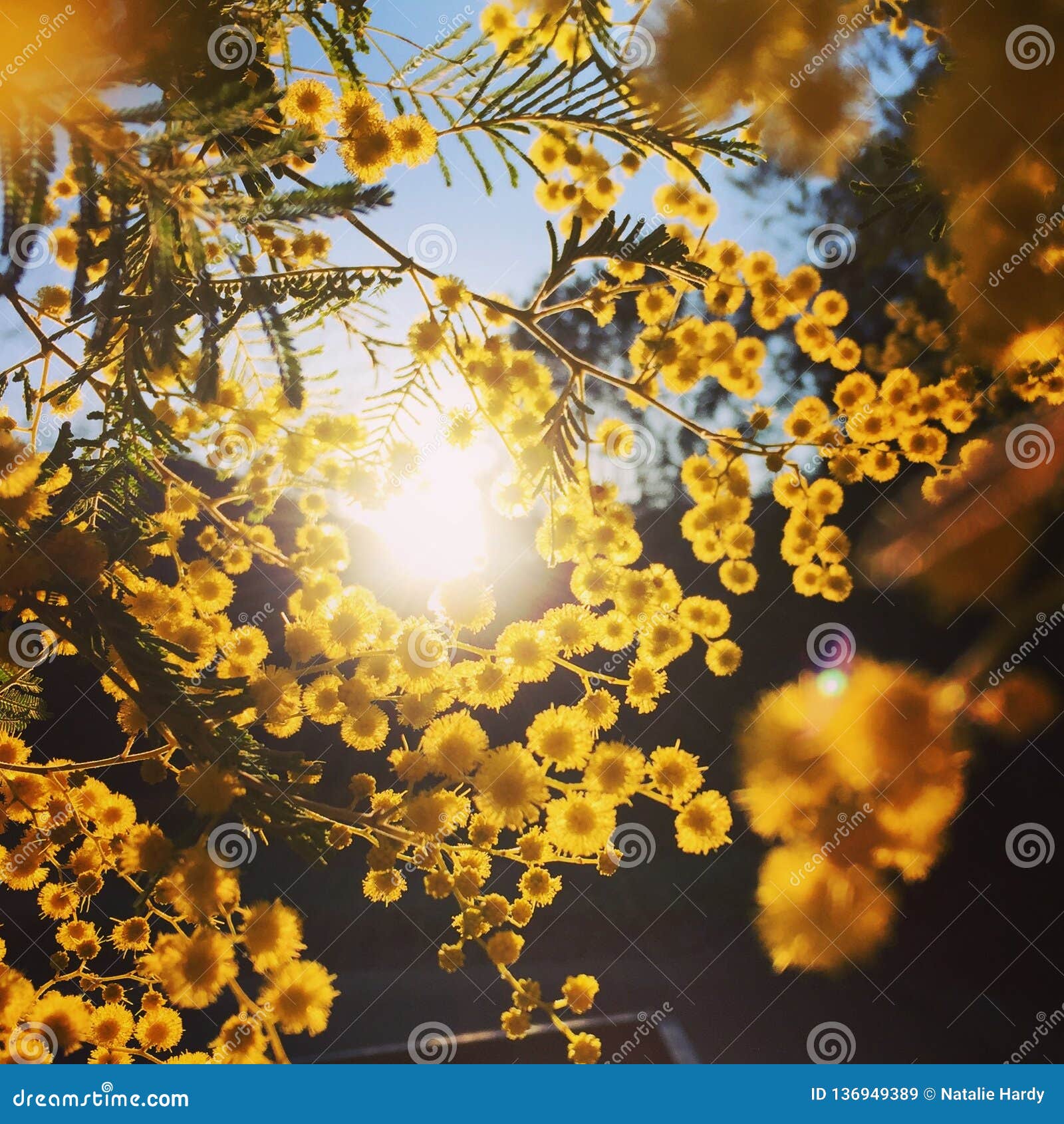 Wattles stock image. Image of flowers, australian, native - 136949389