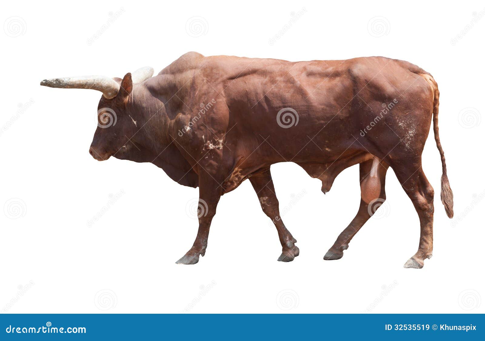 Bull Isolated On White. Beautiful Big Brown Bull Full Length. Bull ...