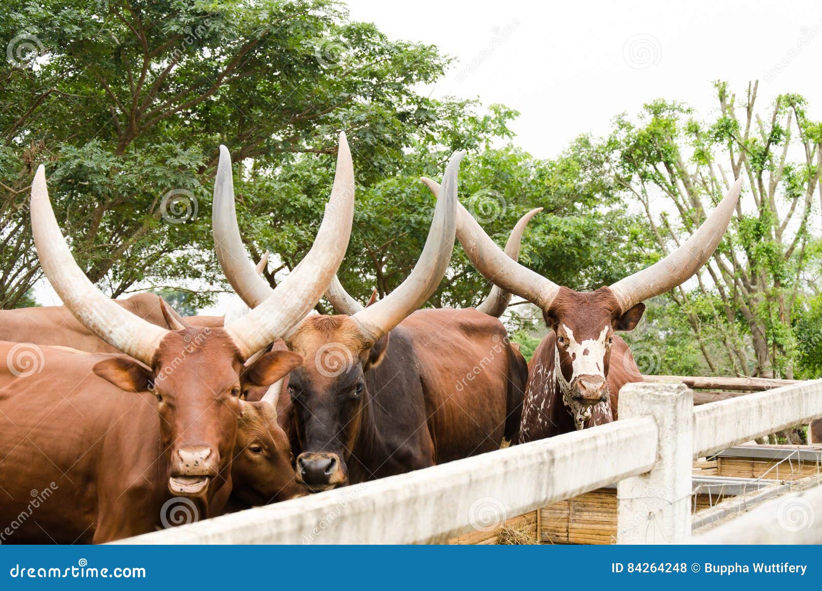 Watusi bull stock photo. Image of animal, natural, wild - 84264248