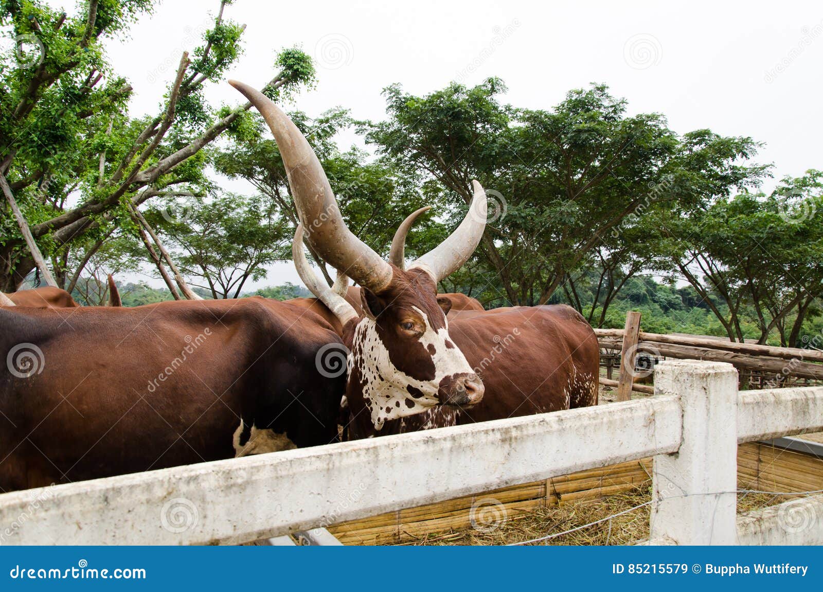 Watusi bull stock image. Image of watusi, large, african - 85215579