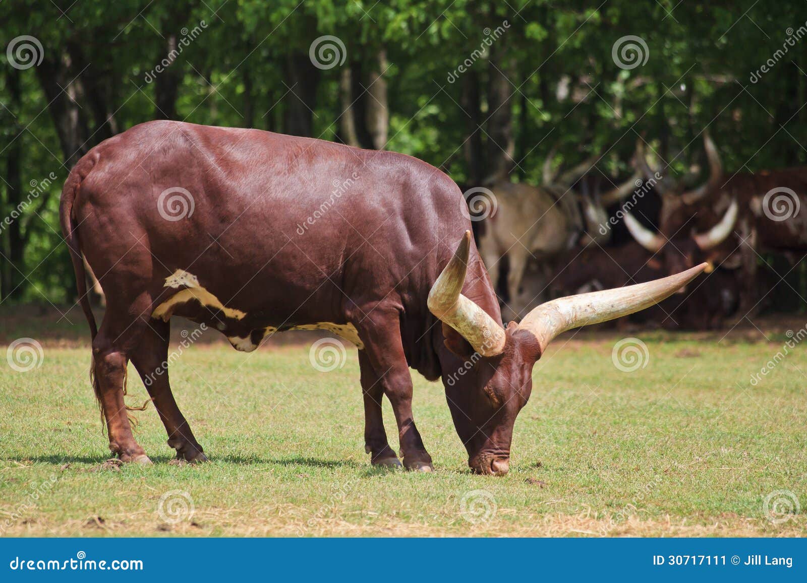 Watusi Cattle stock image. Image of countryside, anokle - 30717111