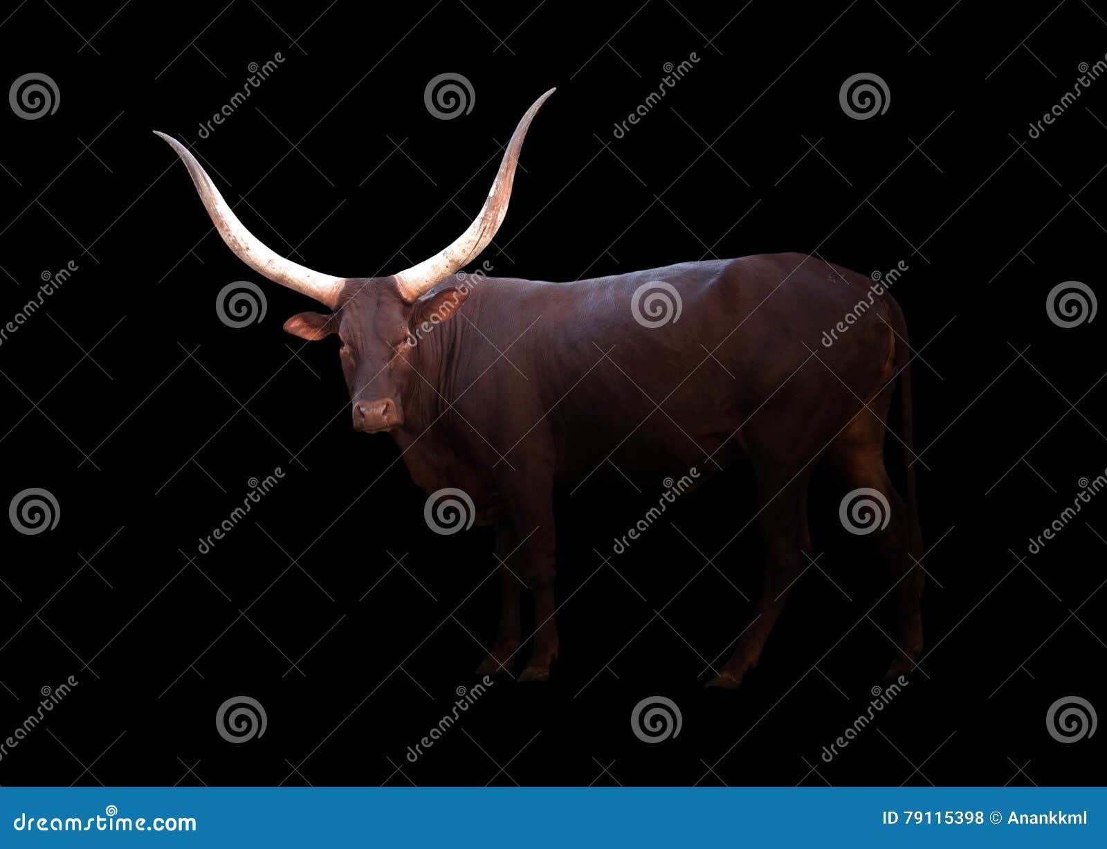 Watusi in the dark stock photo. Image of side, night - 79115398