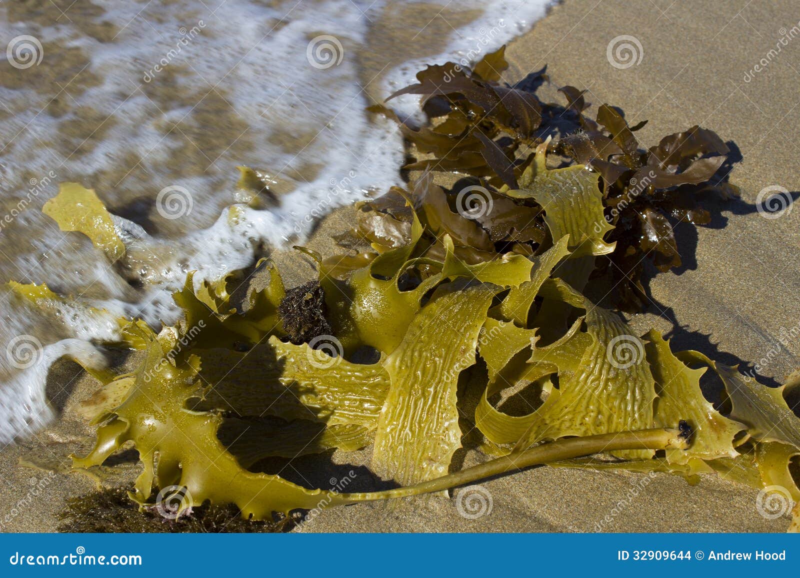 Wave Approaching Beach Seaweed Stock Photo - Image of shore, wave: 32909644