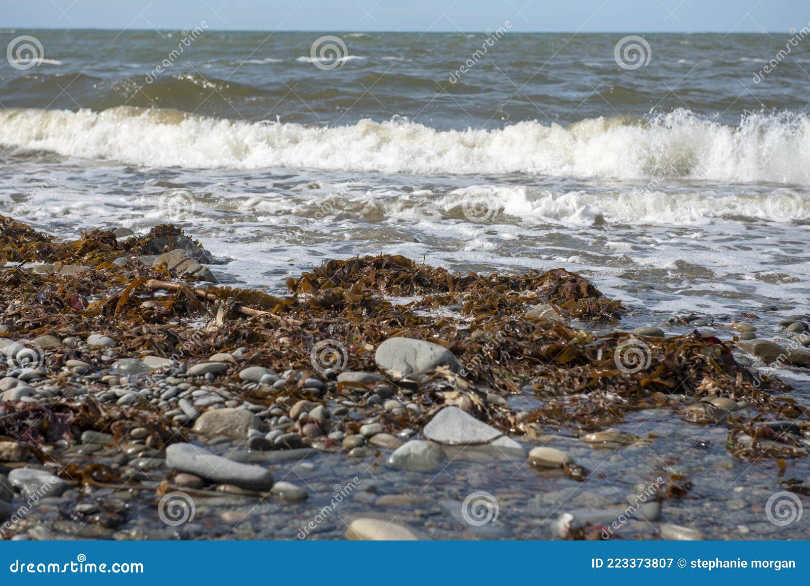 Wave on beach with seaweed stock image. Image of blue - 223373807