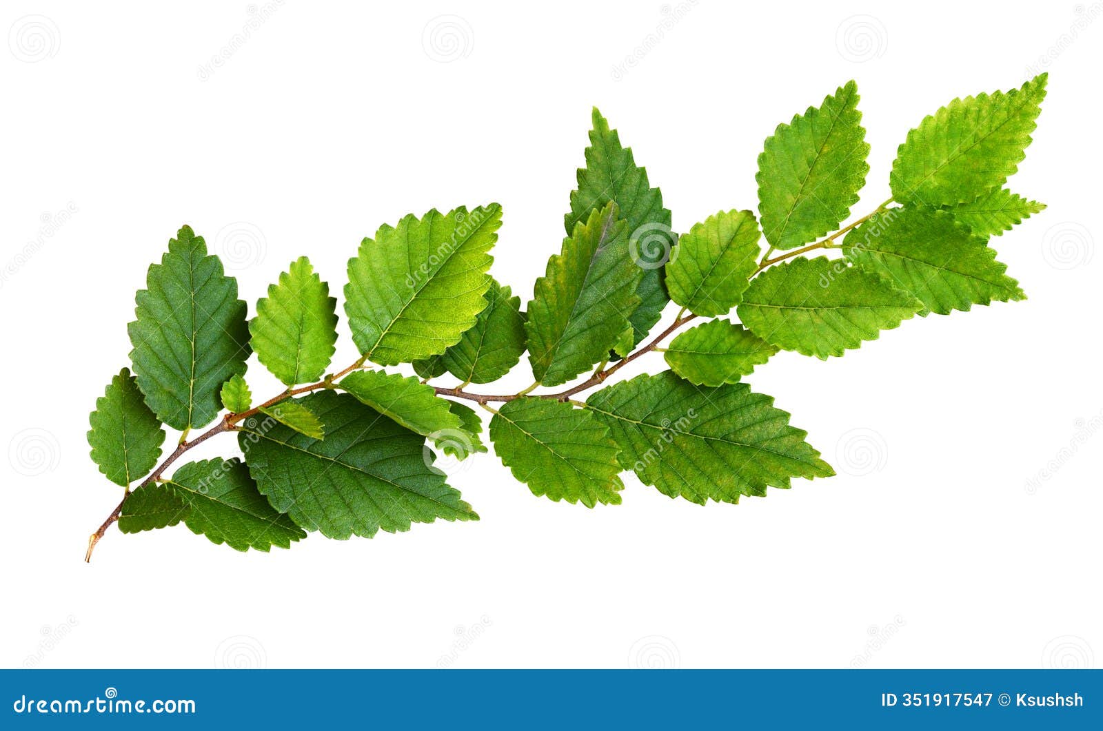 Wave Branch with Green Leaves Isolated on White Stock Image - Image of ...