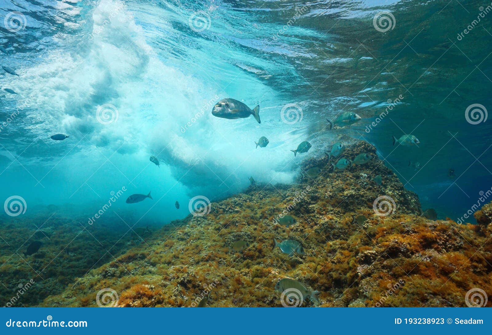 Wave Breaking on Rock Underwater with Fish Stock Image - Image of ...