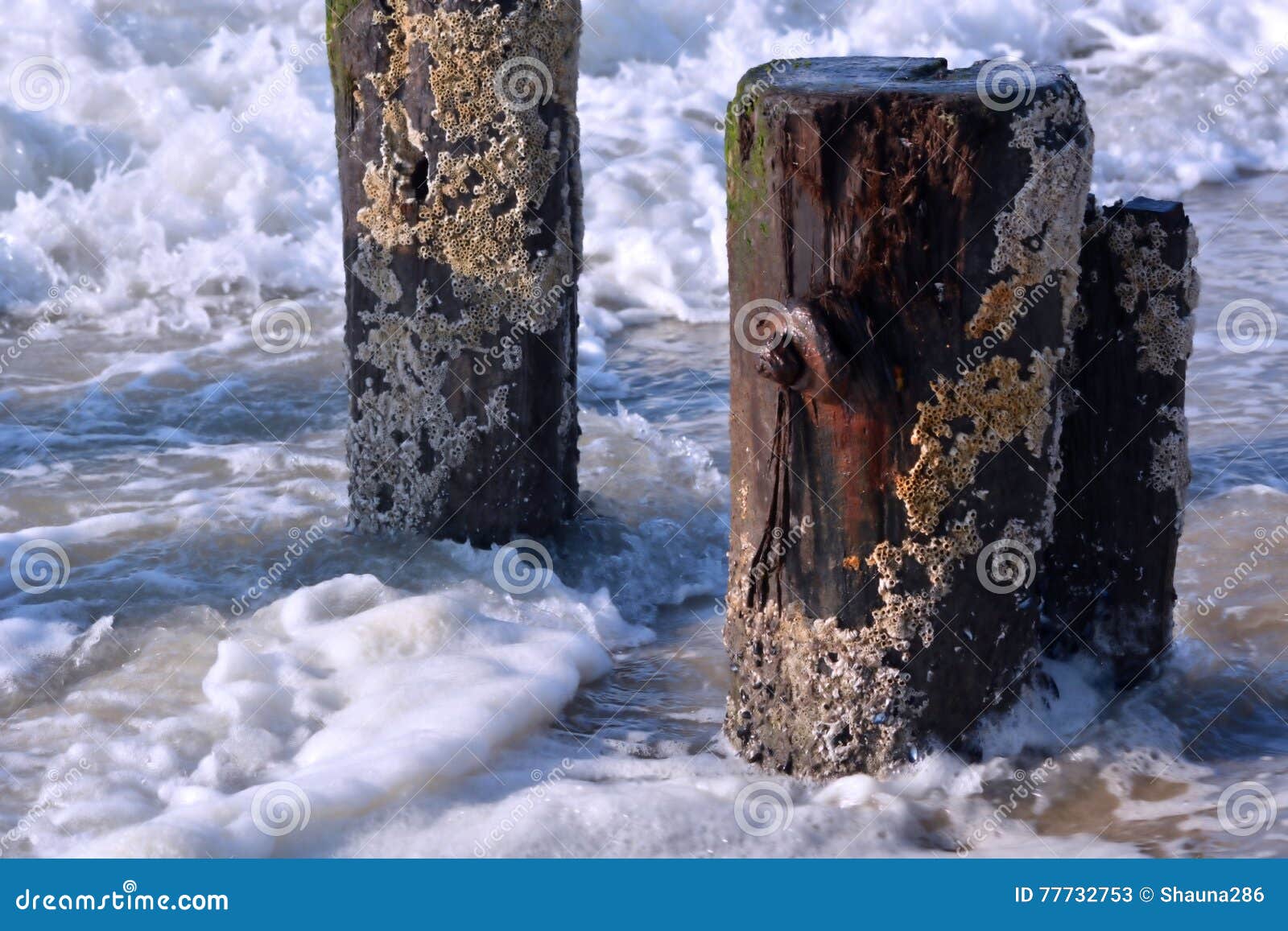 Old Wood Pilings In The Water Surrounded By Plants Royalty-Free Stock ...