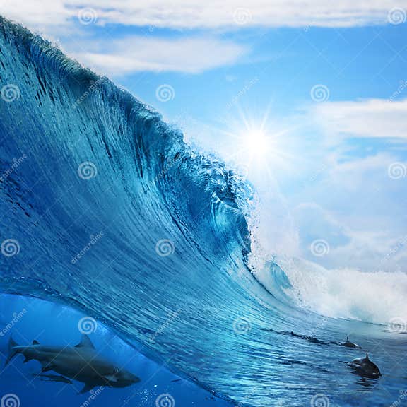 Wave Breaks Dolphins and Shark Stock Photo - Image of splashing, ocean ...