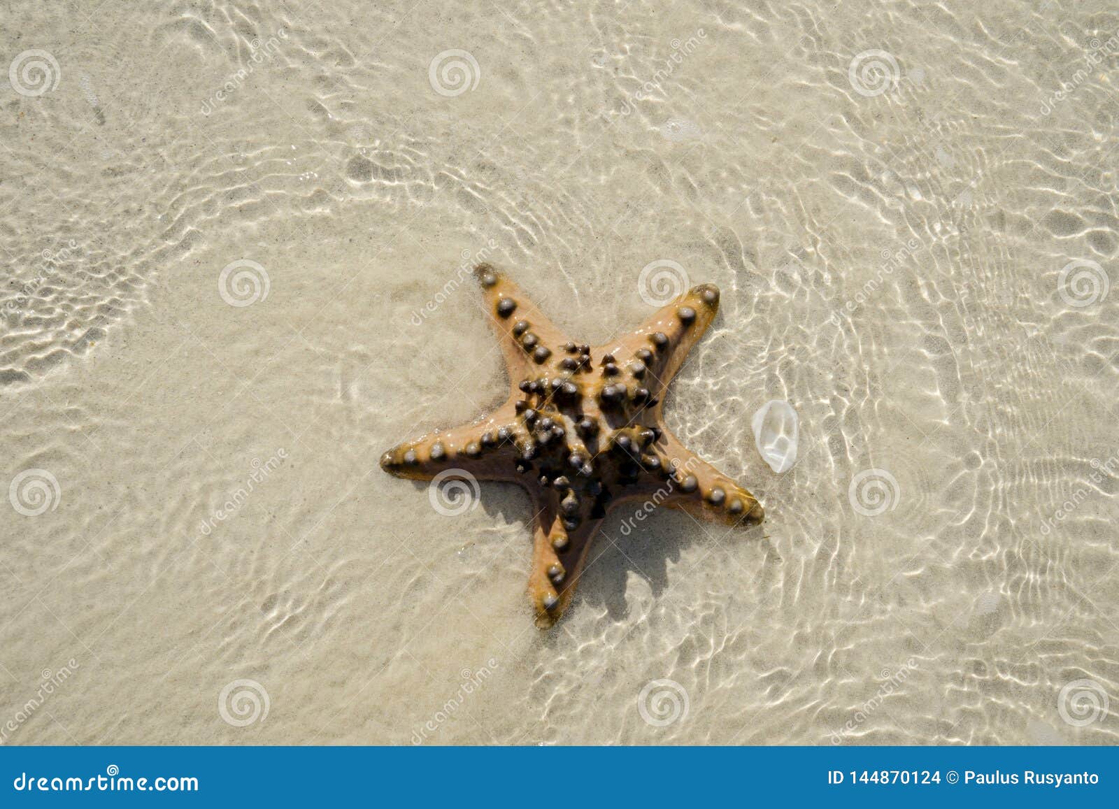 Wave Brings a Starfish and Seashell on the Beach Stock Photo - Image of ...