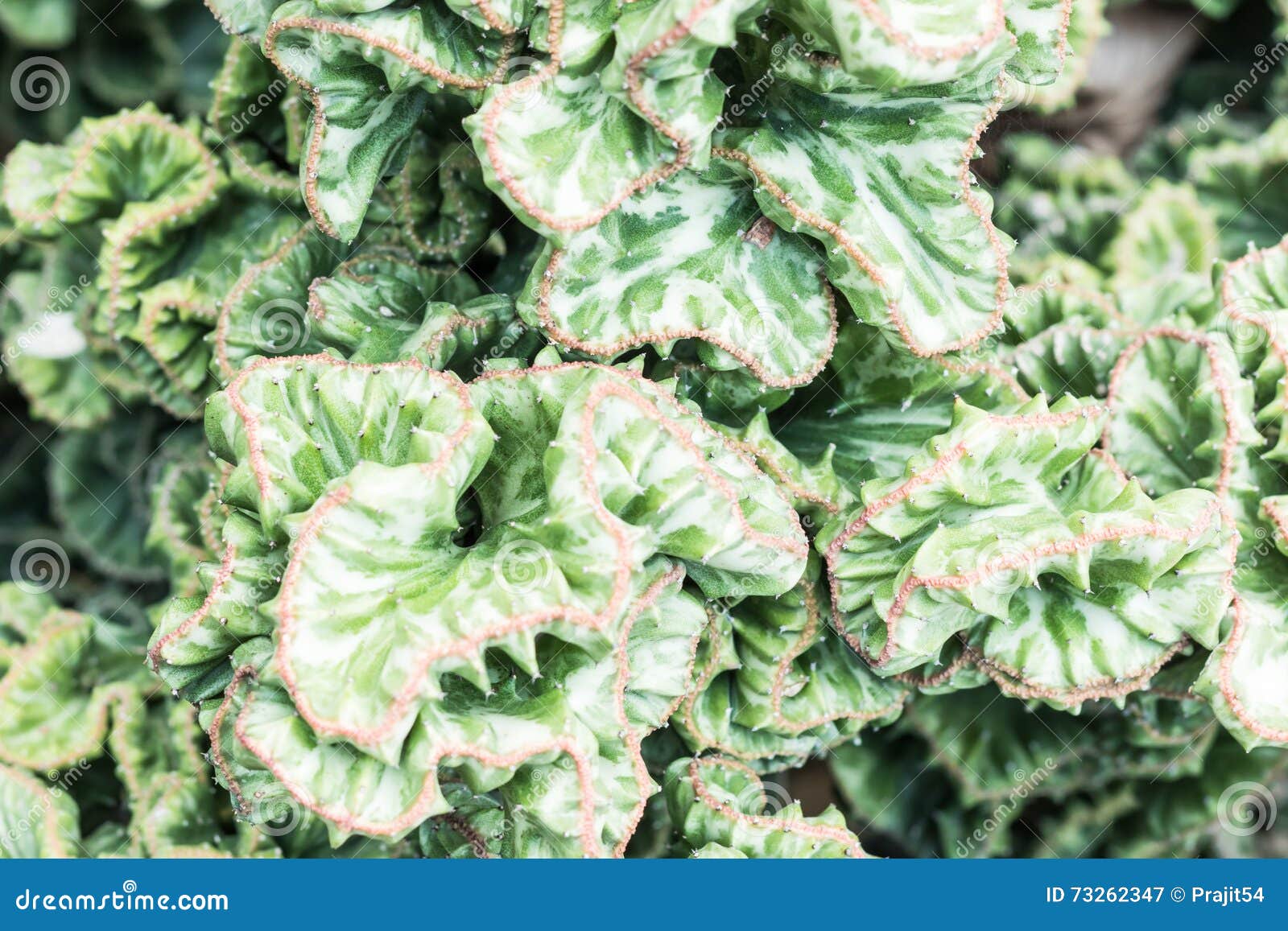 Wave of Cactus stock image. Image of beautiful, herb - 73262347