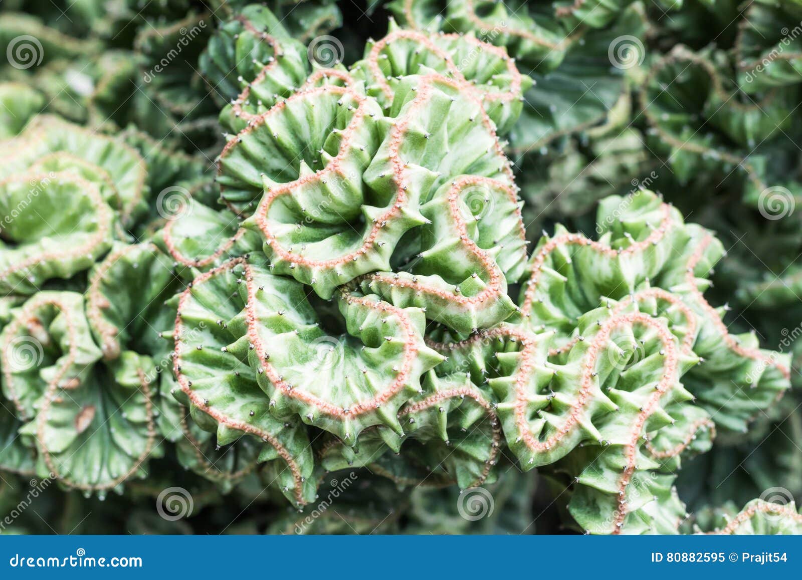 Wave of Cactus stock image. Image of close, garden, green - 80882595